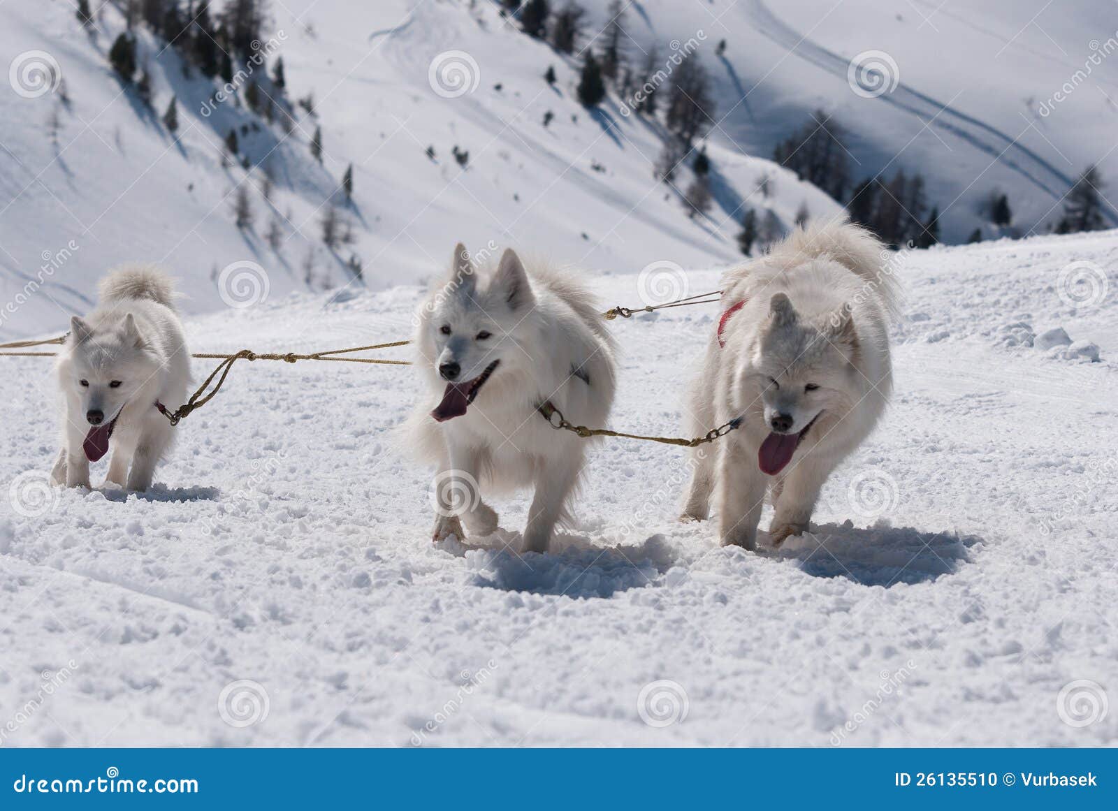 Three white samoyed dogs stock photo. Image of interesting - 26135510