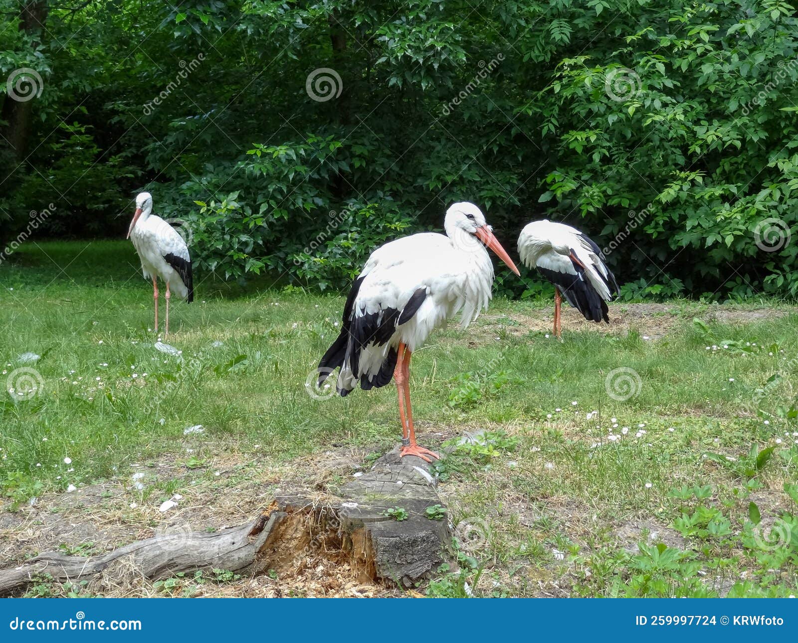 Three White Storks in the Grass Stock Photo - Image of european ...