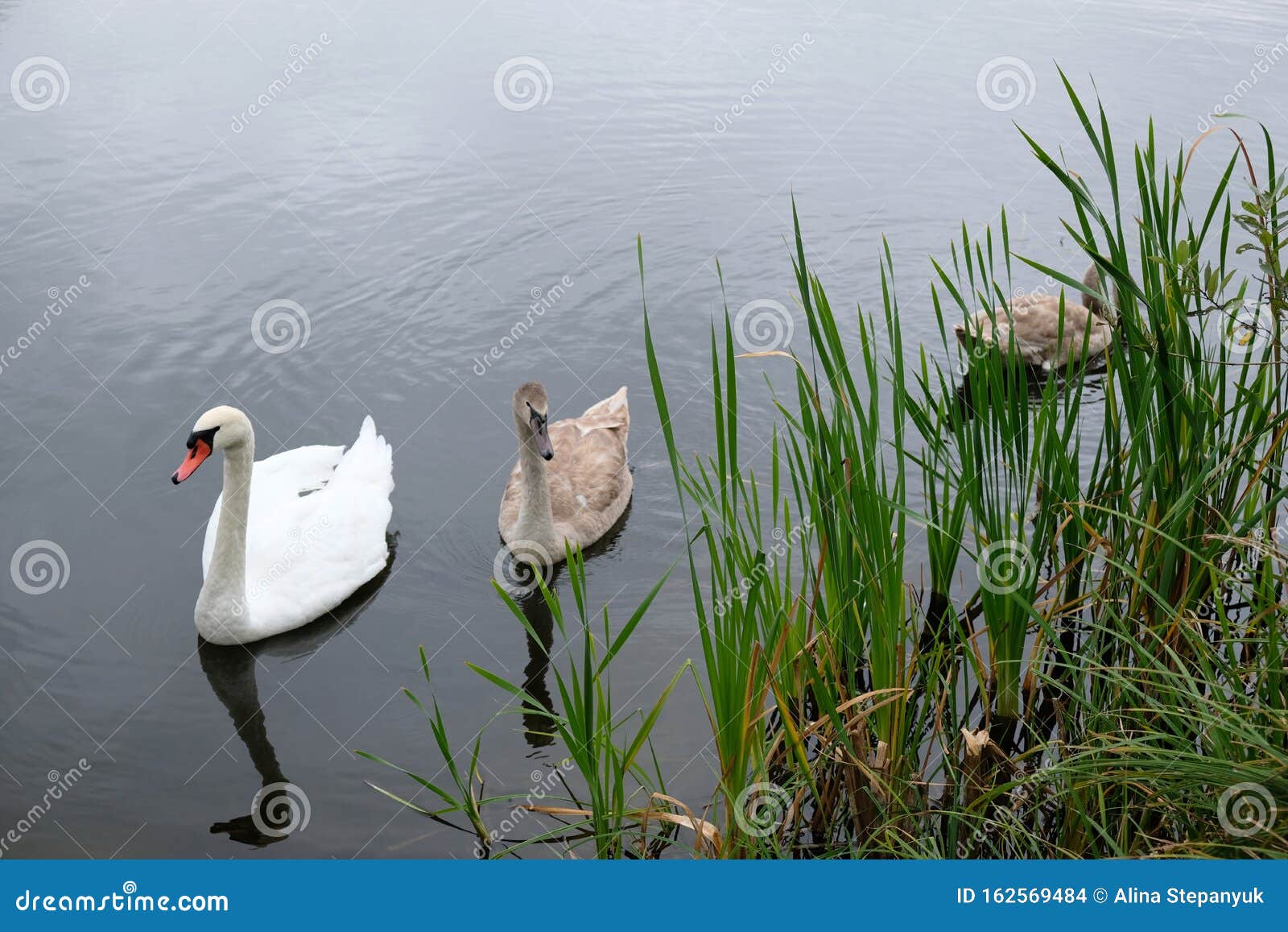Three White Swans on the Lake Stock Photo - Image of beak, bird: 162569484