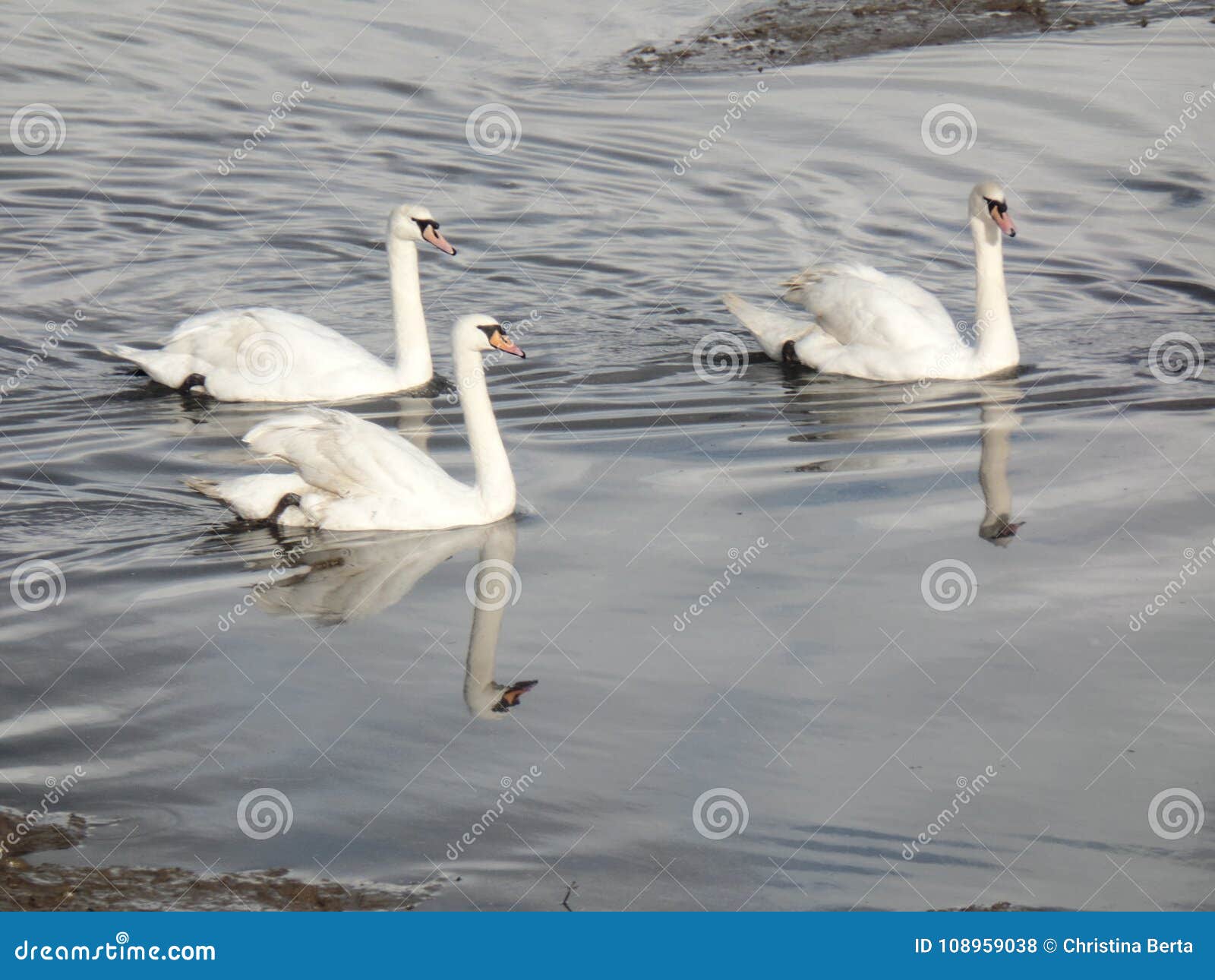 Three White Swans in the River Stock Photo - Image of bird, flow: 108959038
