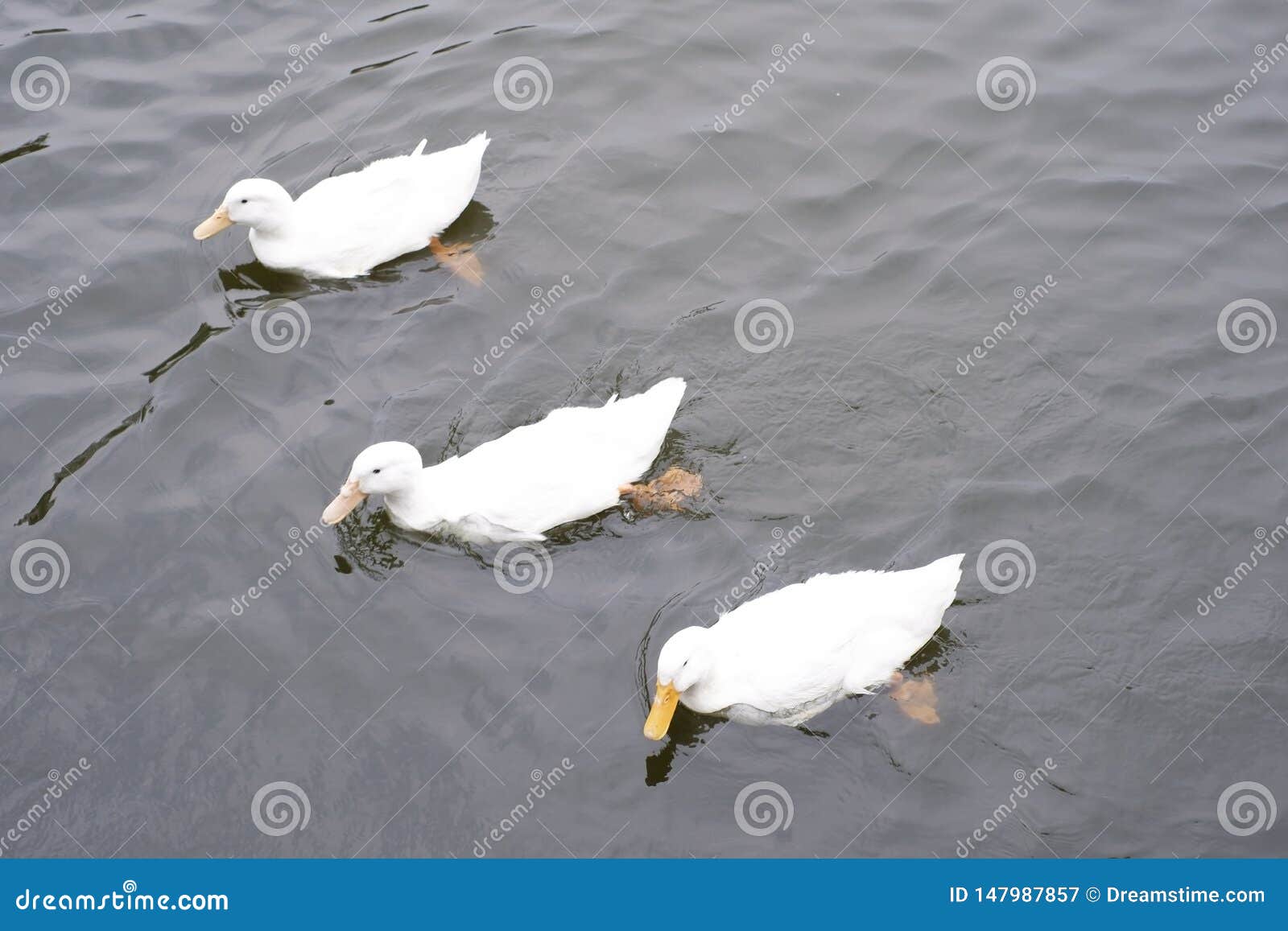Three swans swimming stock image. Image of animal, nature - 147987857