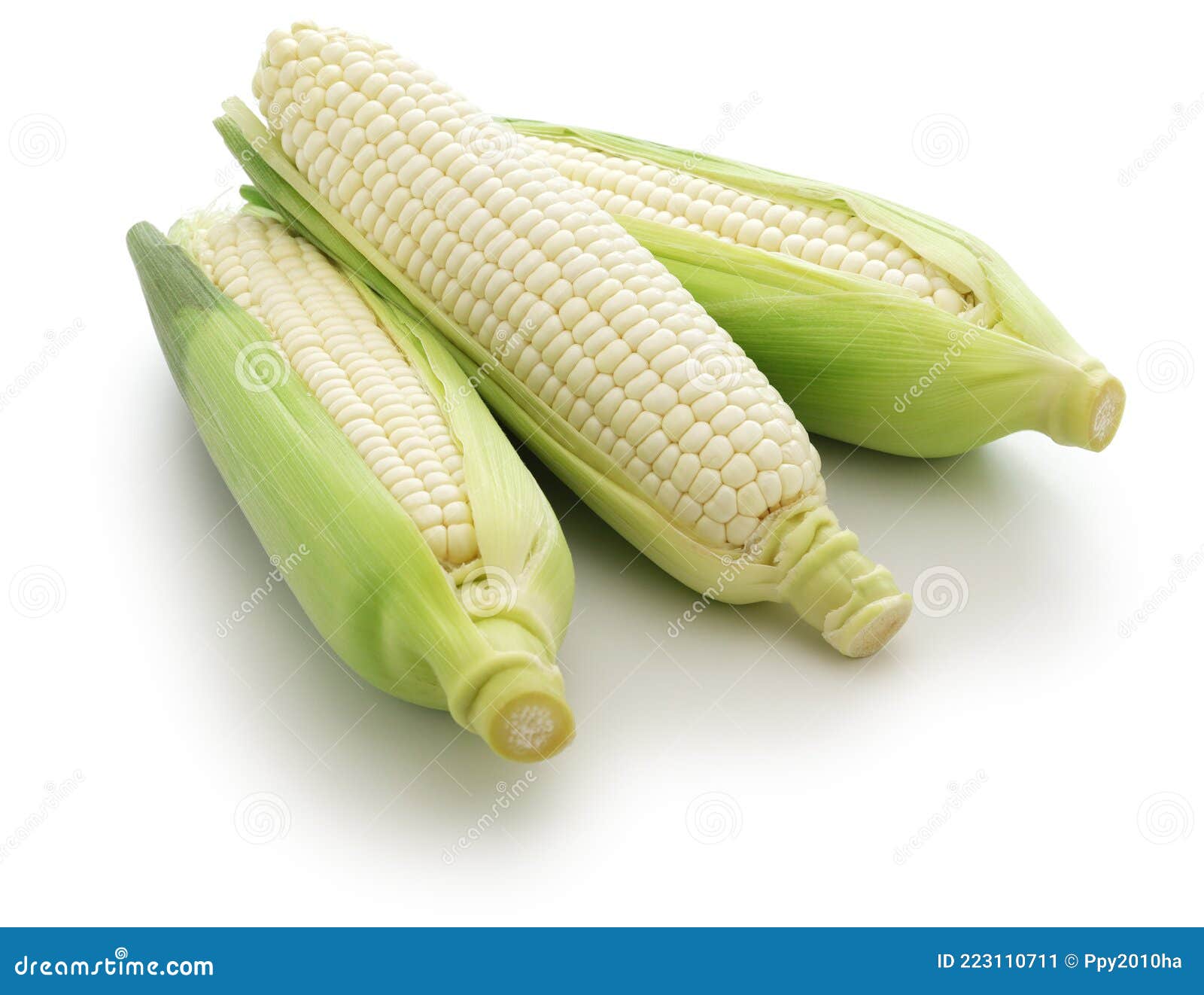 Sweet Corns. Hand Hugs A Bouquet Of Corn Cobs, Denim Jacket, Top View ...