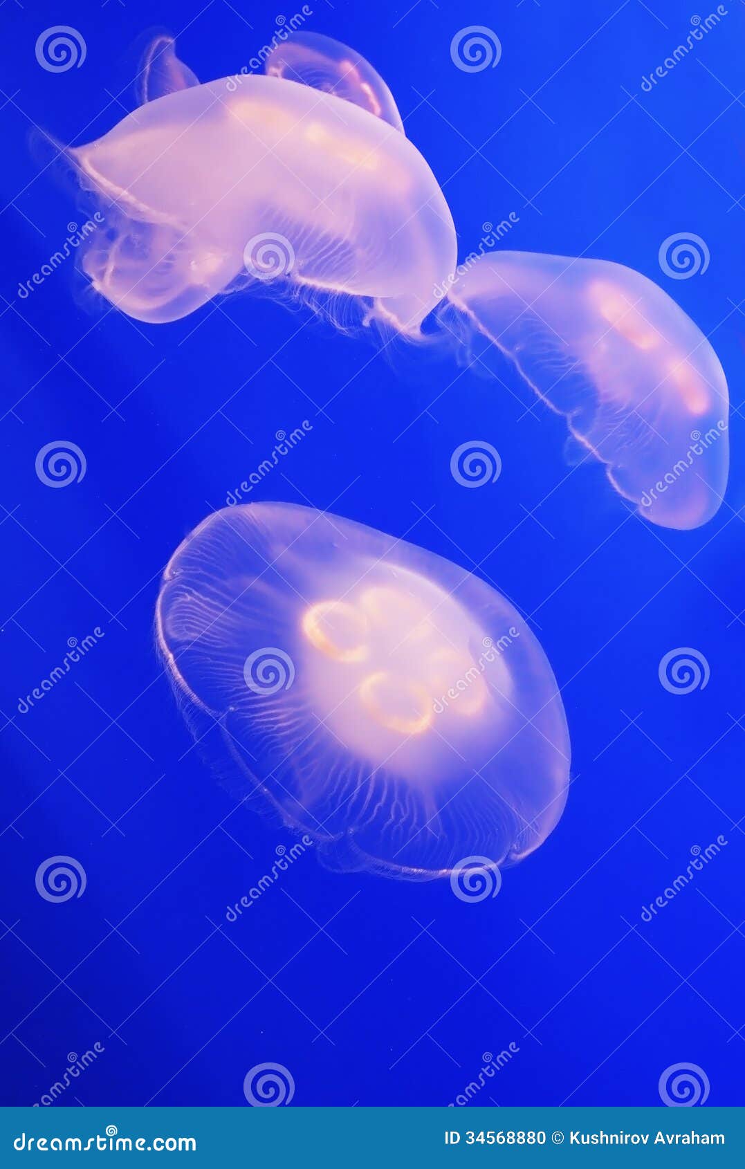 Three White Translucent Jellyfish Stock Photo - Image of translucent ...