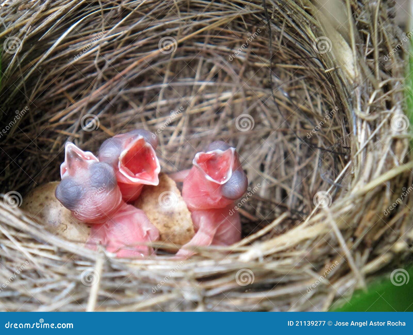 Three White Wagtails Hatchlings in the Nest Stock Image - Image of ...