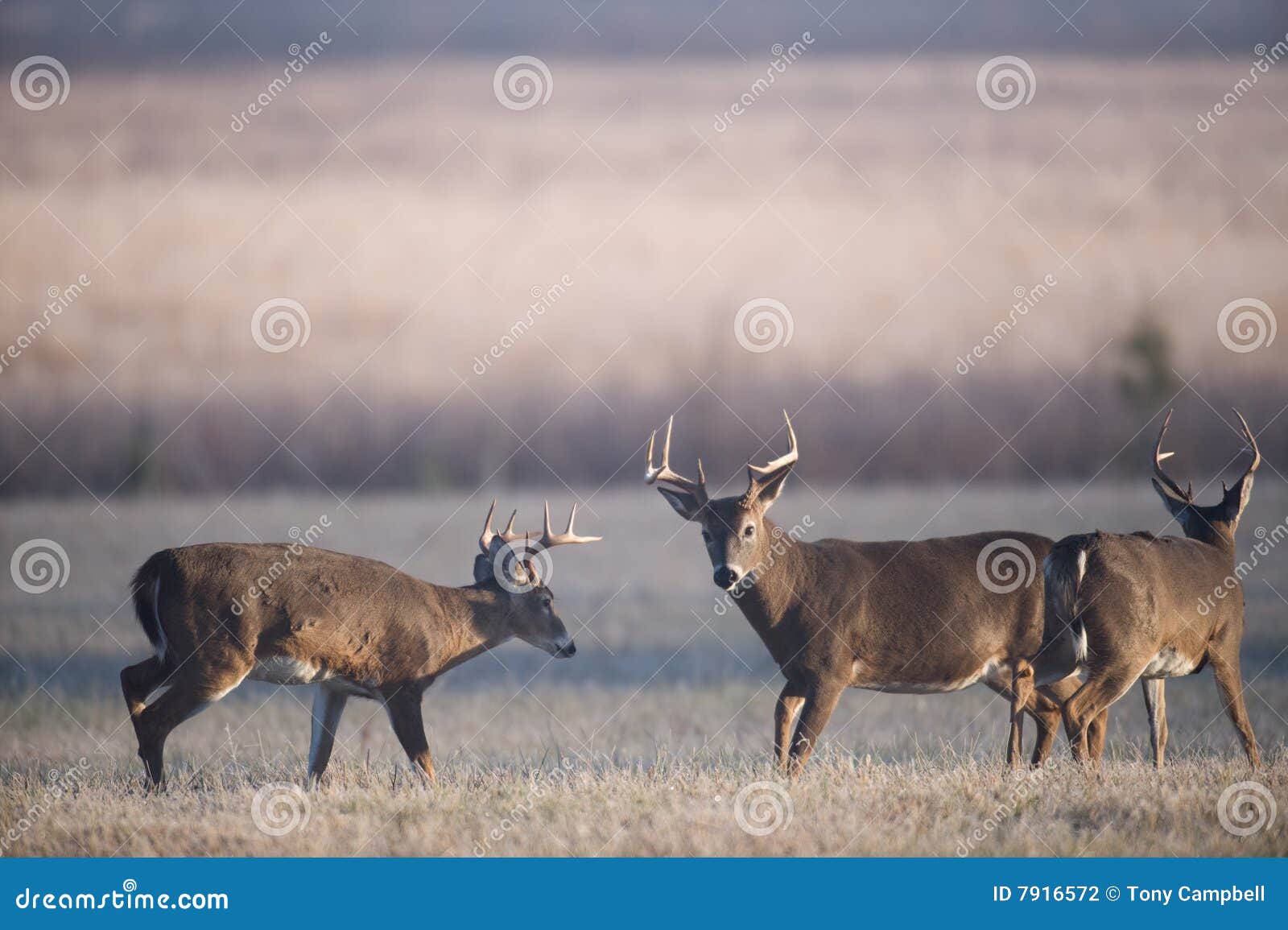 Three Whitetail Bucks Picture. Image: 7916572