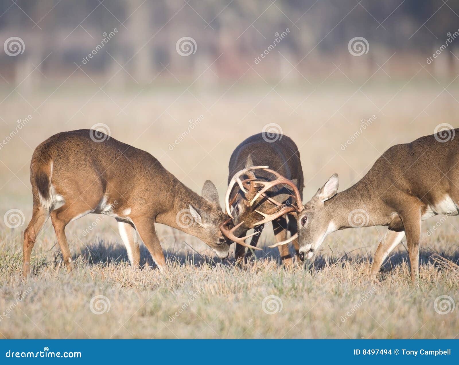Three Whitetail Bucks Fighting Stock Photo - Image of meadow, shove ...