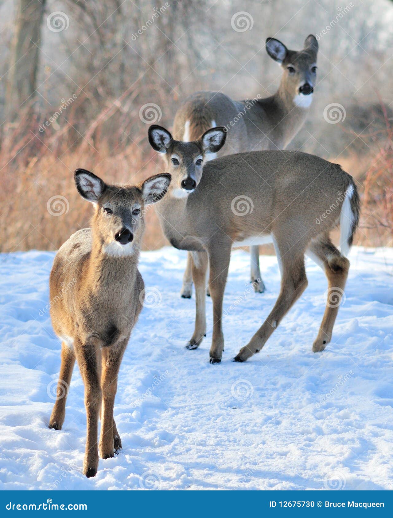 Three Whitetail Deer stock photo. Image of wildlife, deer - 12675730