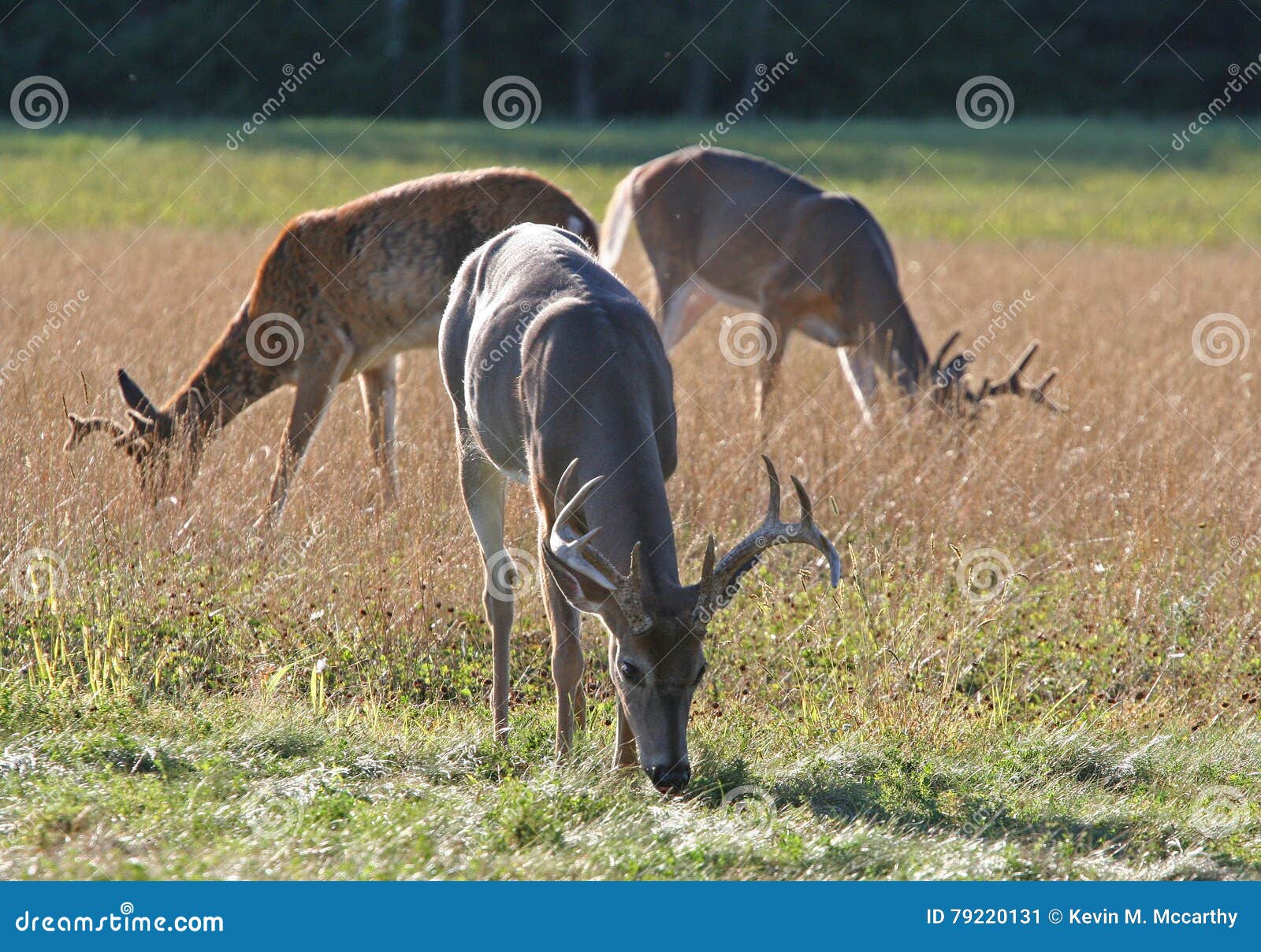 Three Whitetail Deer Bucks stock image. Image of whitetail - 79220131