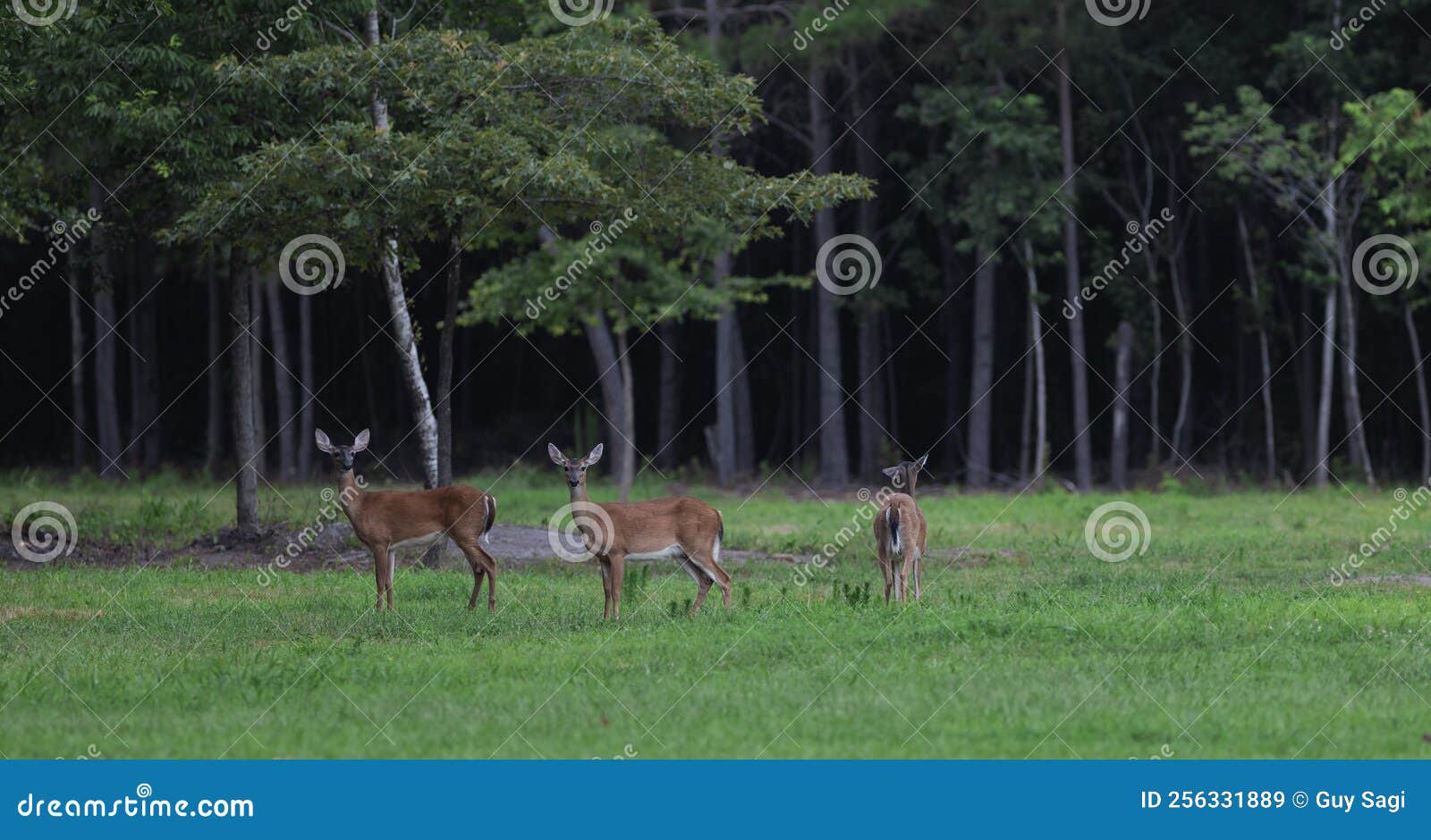 Three Whitetail Deer on a Green Field Stock Image - Image of forest ...