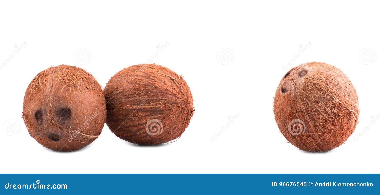 Three Whole, Fresh and Brown Coconuts, Isolated on a White Background ... Three Whole, Fresh and Brown Coconuts, Isolated on a White Background ...