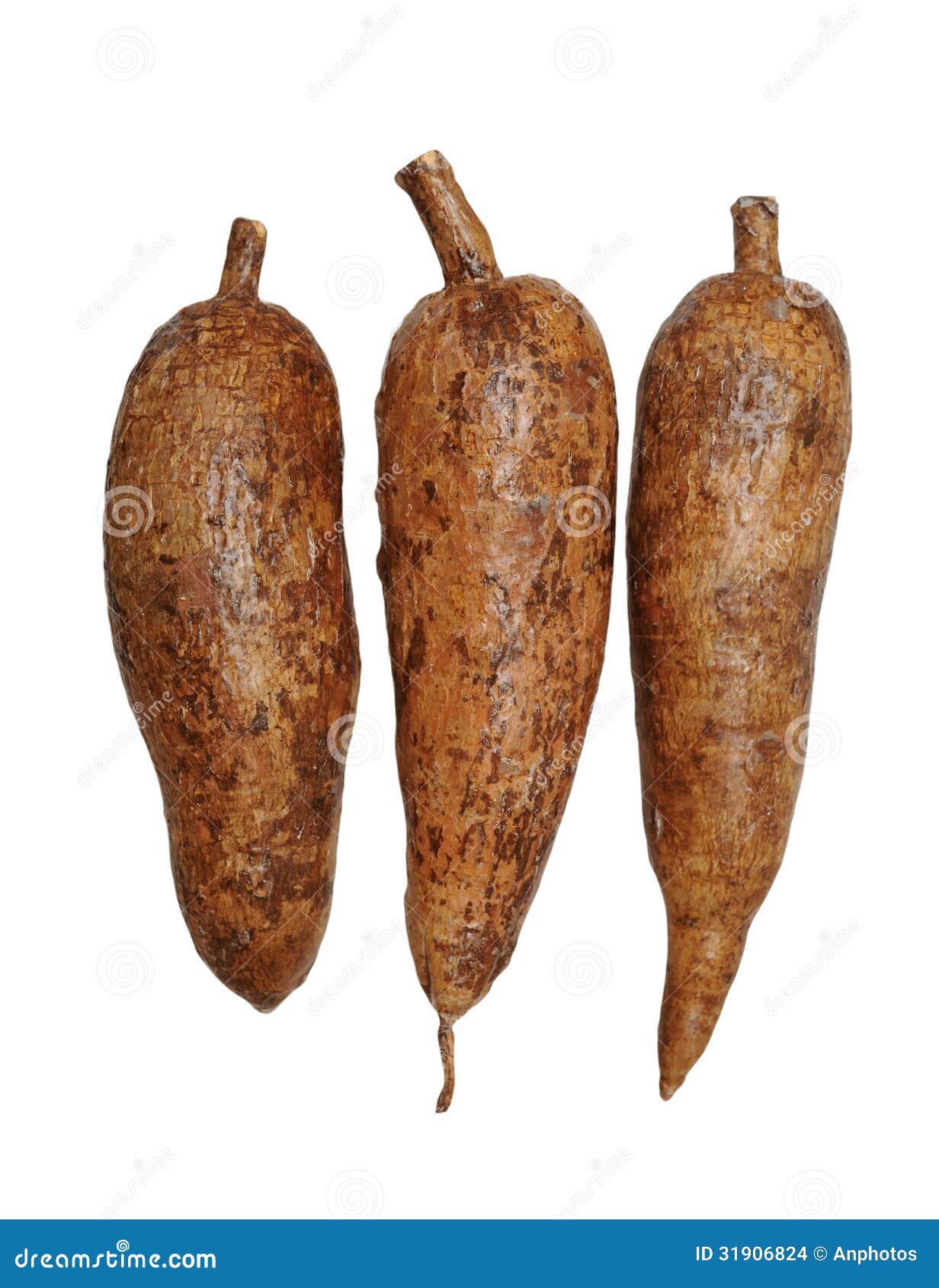 Three whole manioc stock photo. Image of esculenta, tropical - 31906824