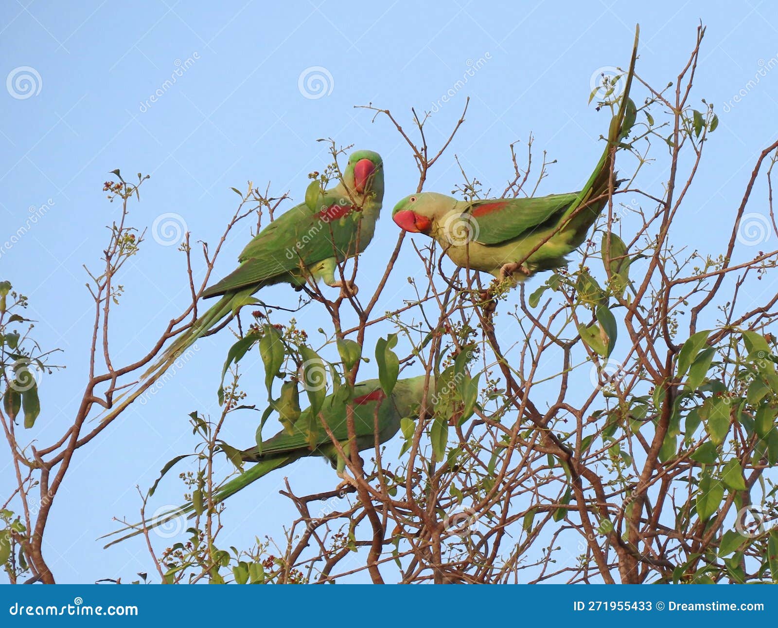 Three Wild Alexandrine Parakeets in Tree Stock Image - Image of nature ...