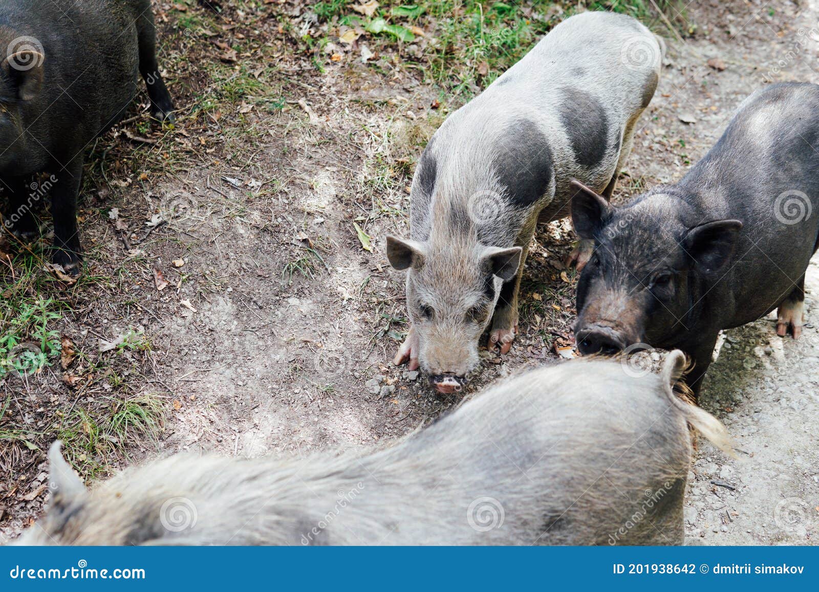 Three Wild Boar Pig Pigs in the Woods Stock Photo - Image of newborn ...