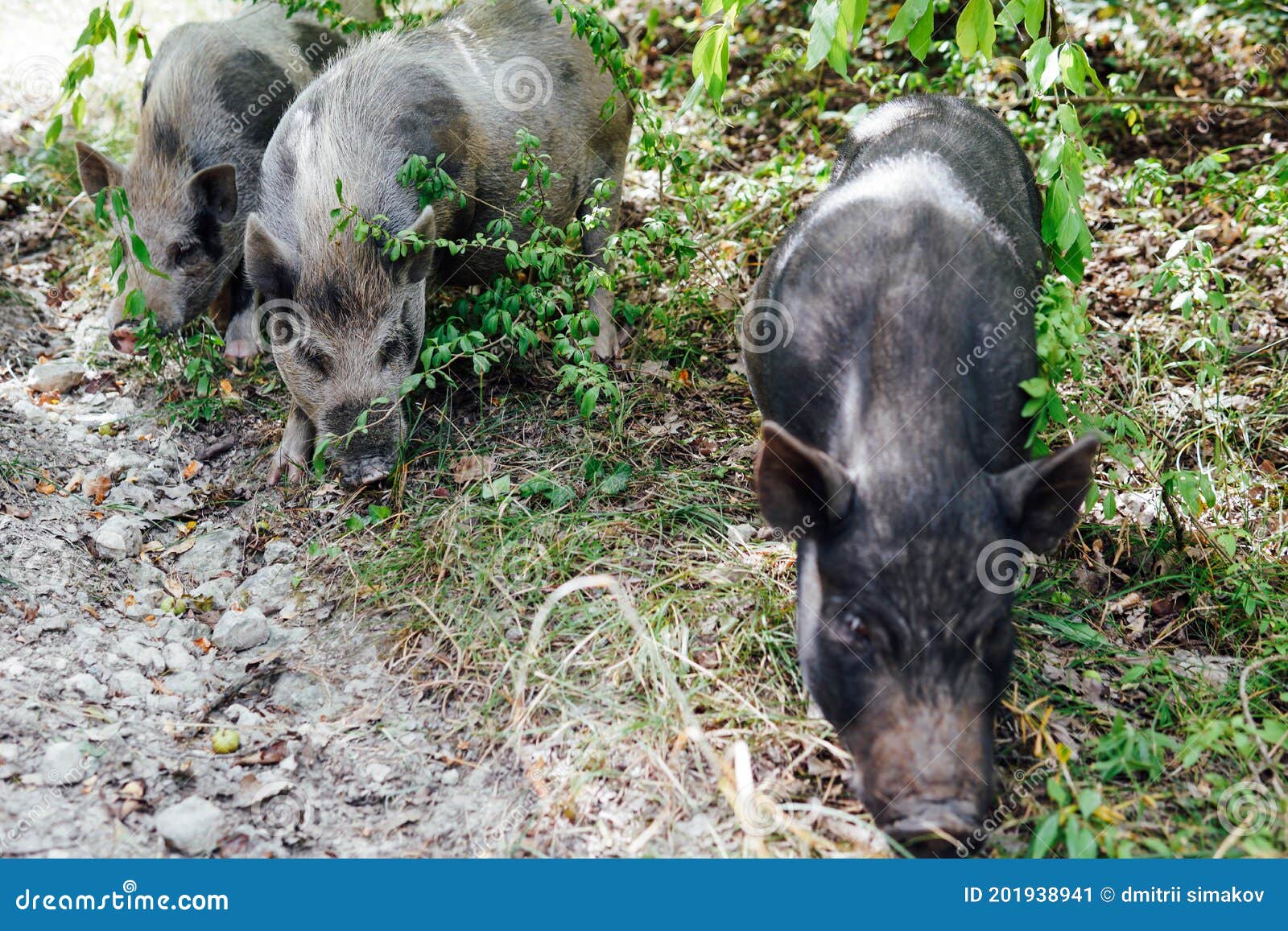 Three Wild Boar Pig Pigs in the Woods Stock Image - Image of nature ...