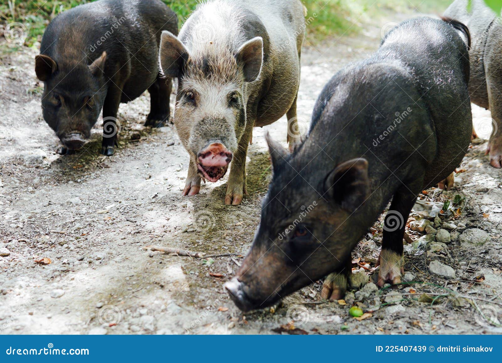 Three Wild Boars in a Green Forest Stock Image - Image of cute, mammal ...