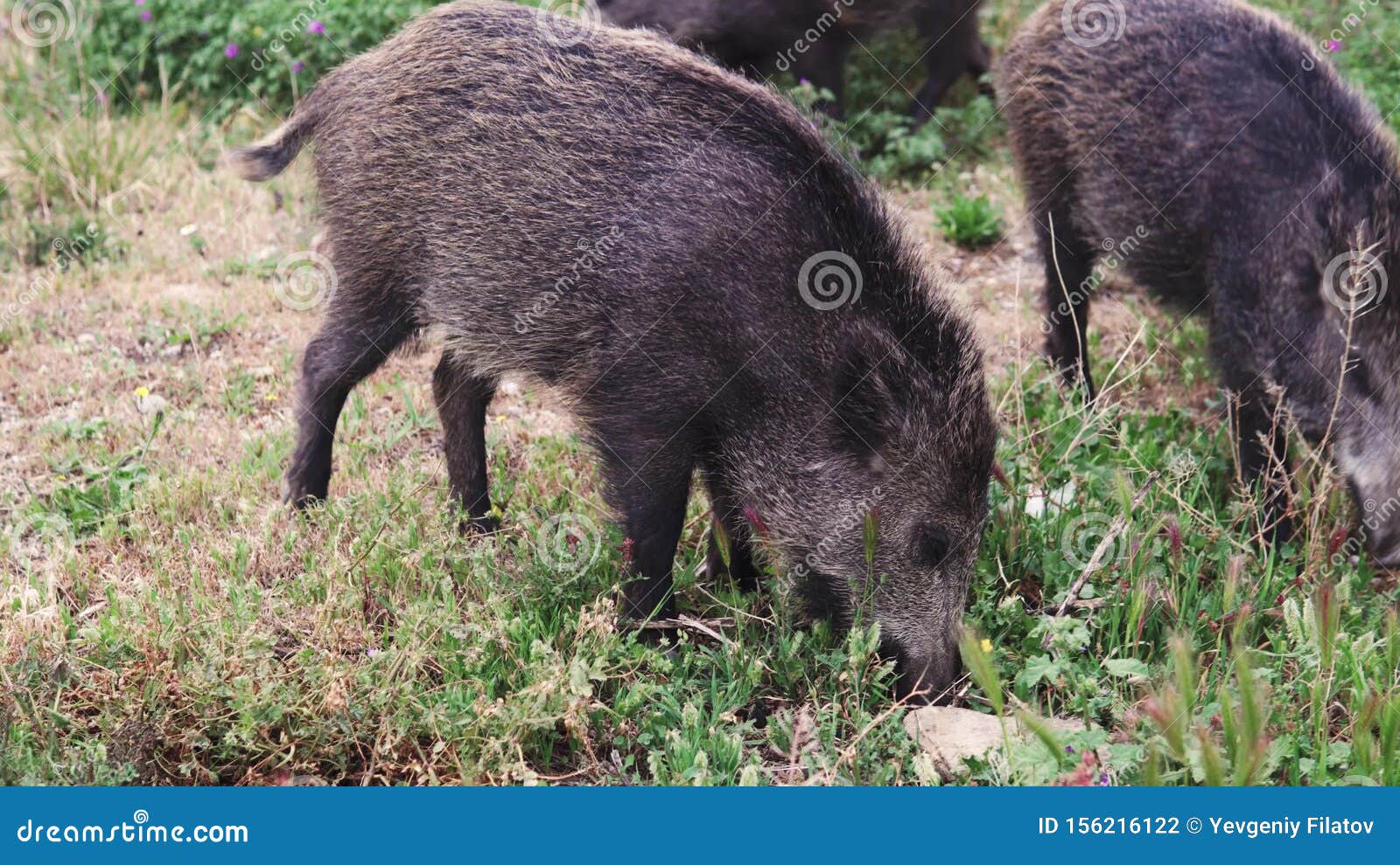 Wild Boars or Hogs Looking for Food in the Grass Stock Footage - Video ...