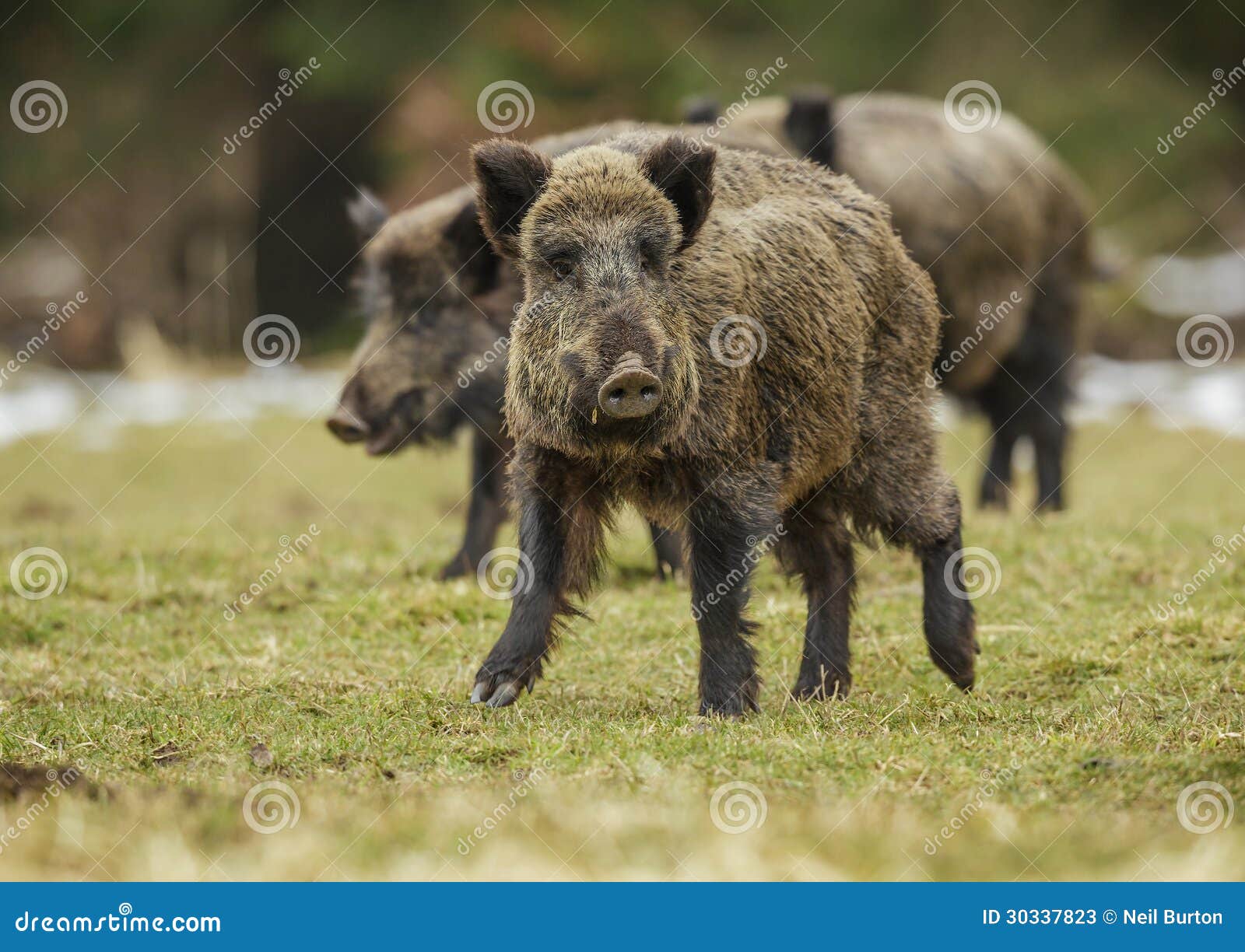 Three wild boars walking stock image. Image of hardy - 30337823