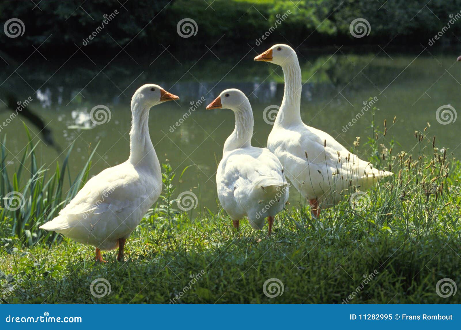 Wild Geese Stock Photography | CartoonDealer.com #77207252