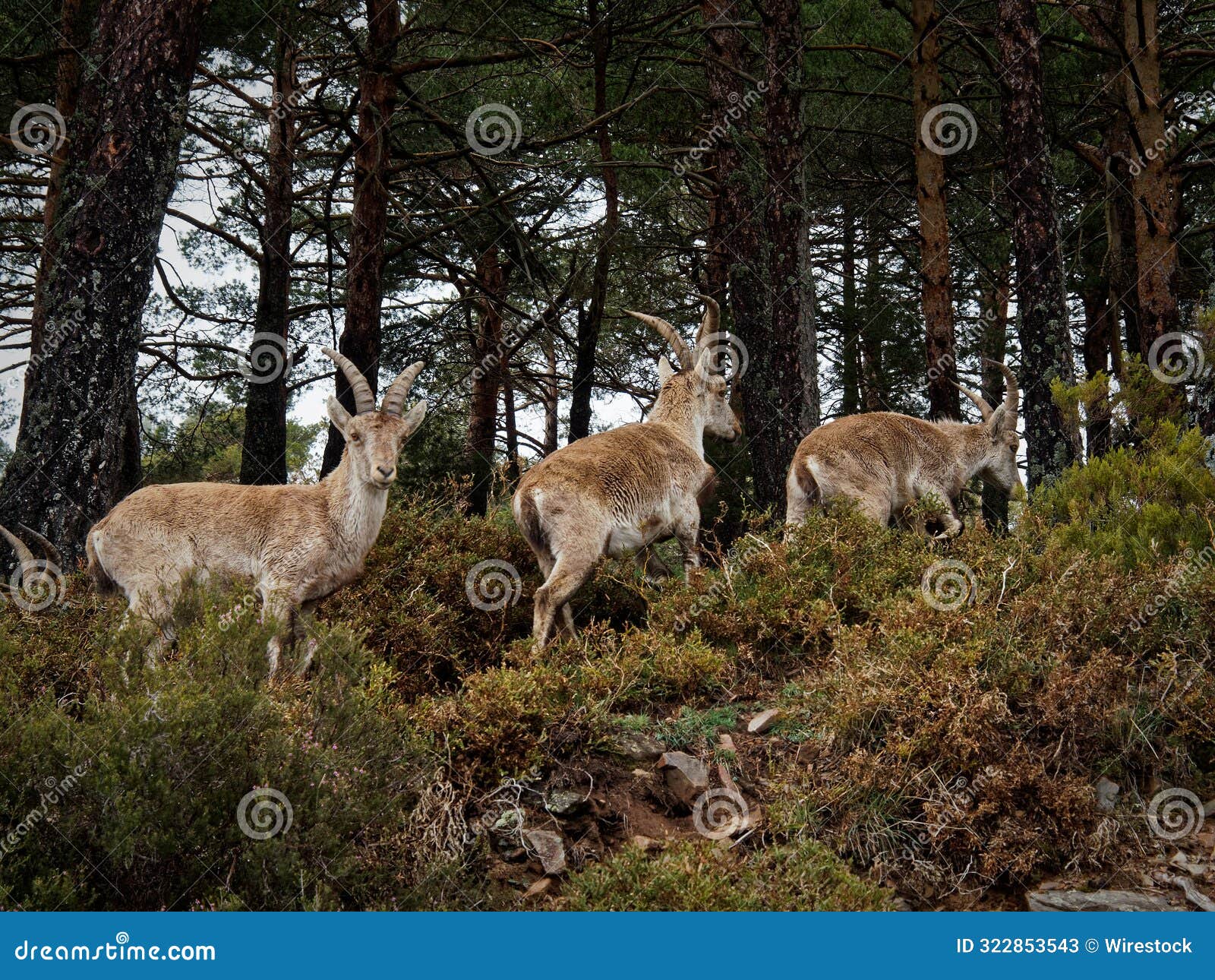 Three Wild Goats in Freedom Walking through the Mountains Stock Image ...