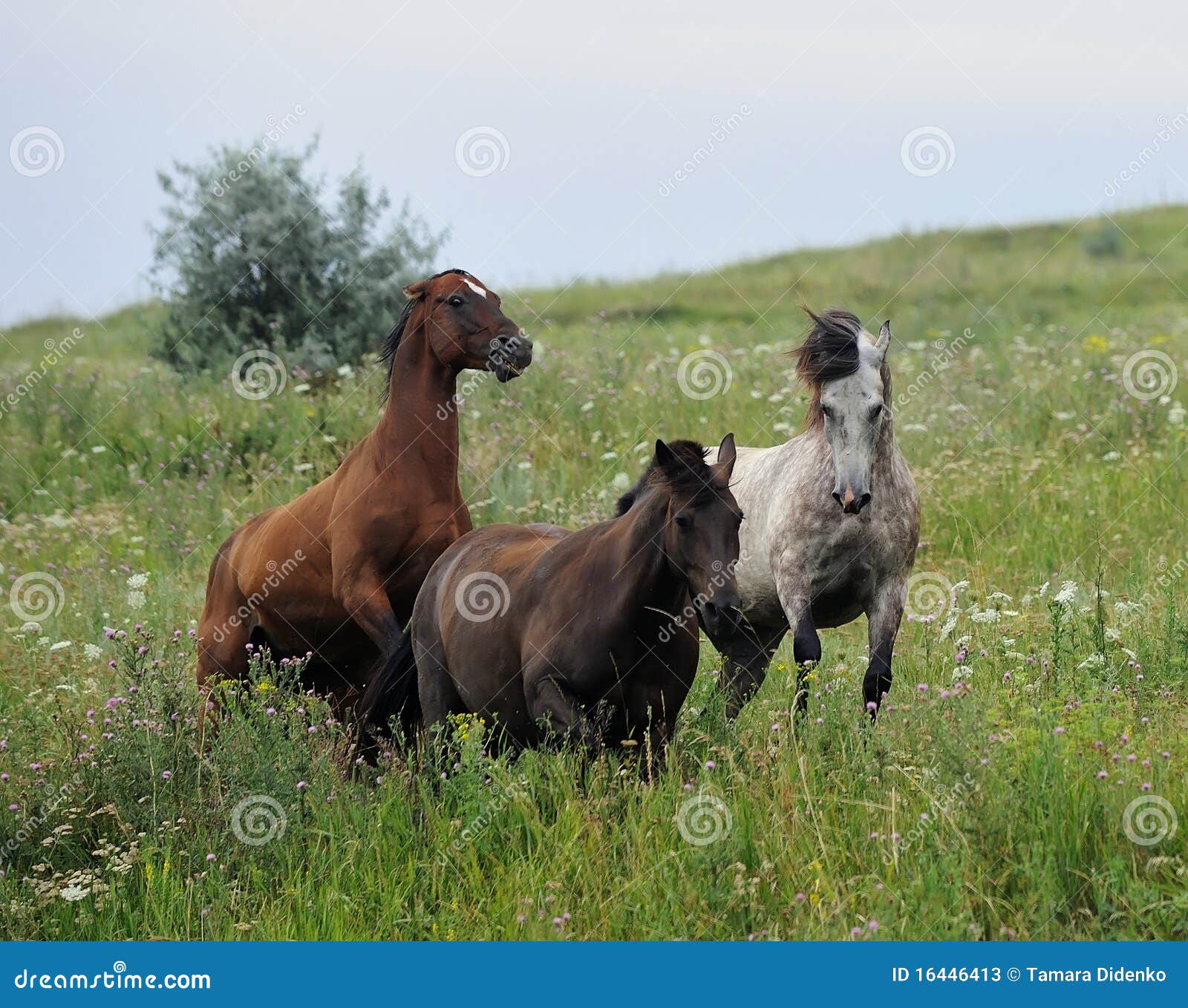 Three Wild Horses on the Field Stock Image - Image of grass, grassland ...