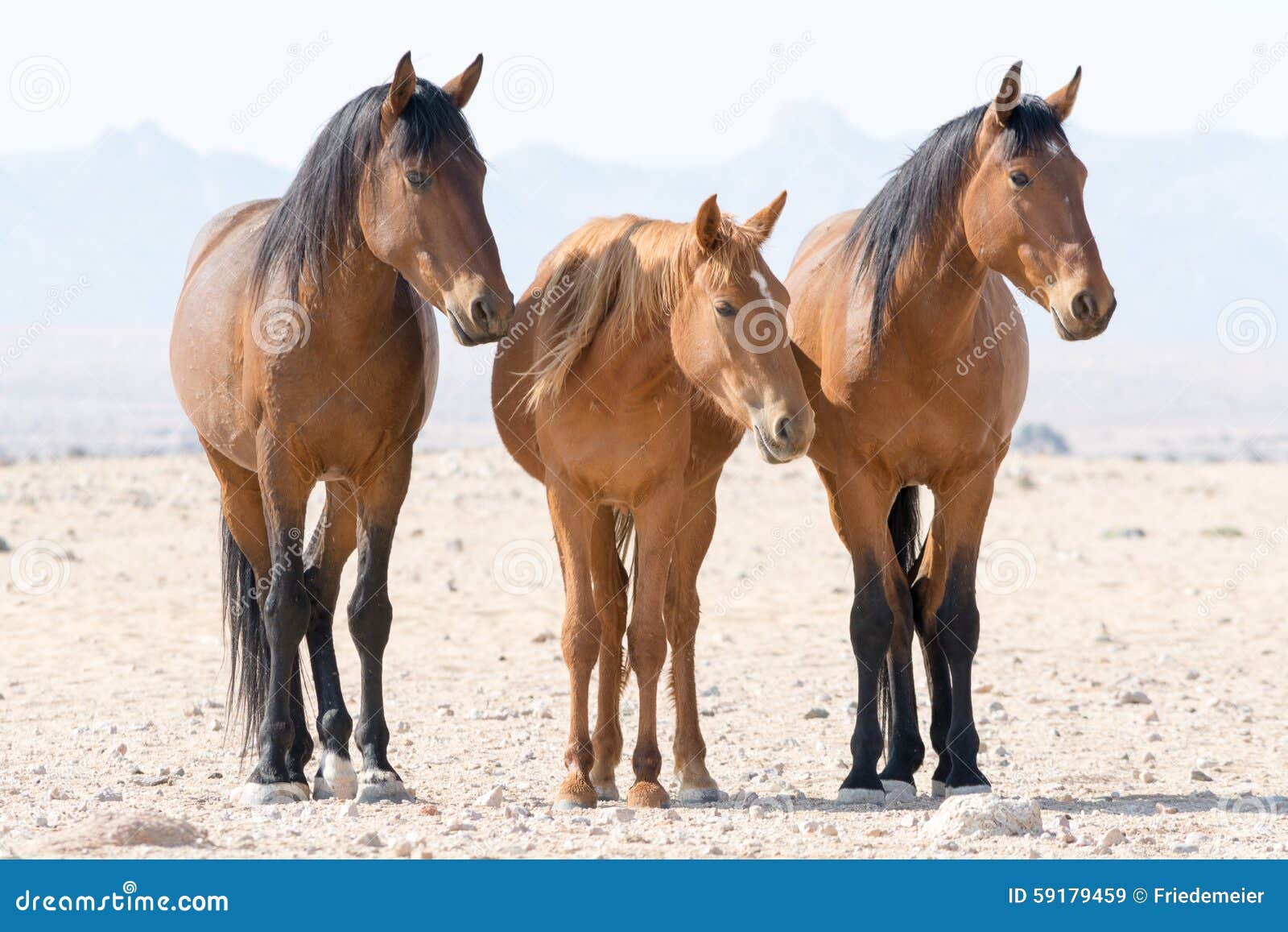 Three wild horses namibia stock image. Image of sand - 59179459