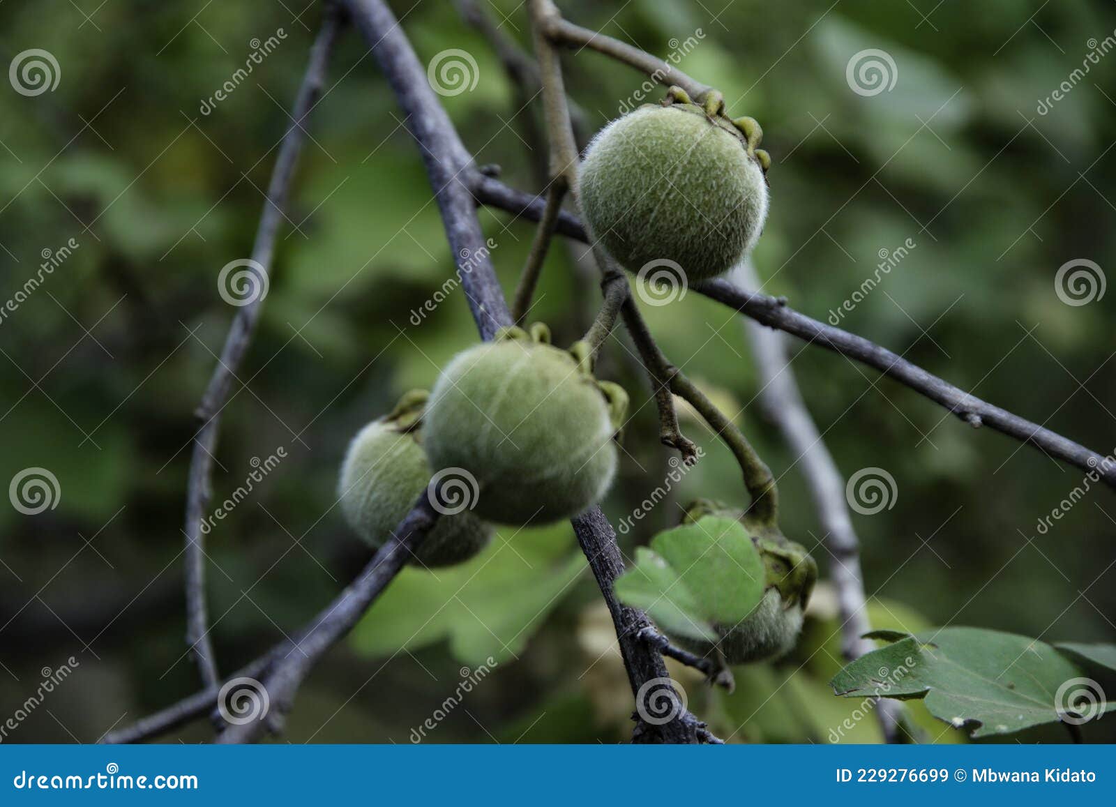 Three wild nuts stock image. Image of nature, flower - 229276699