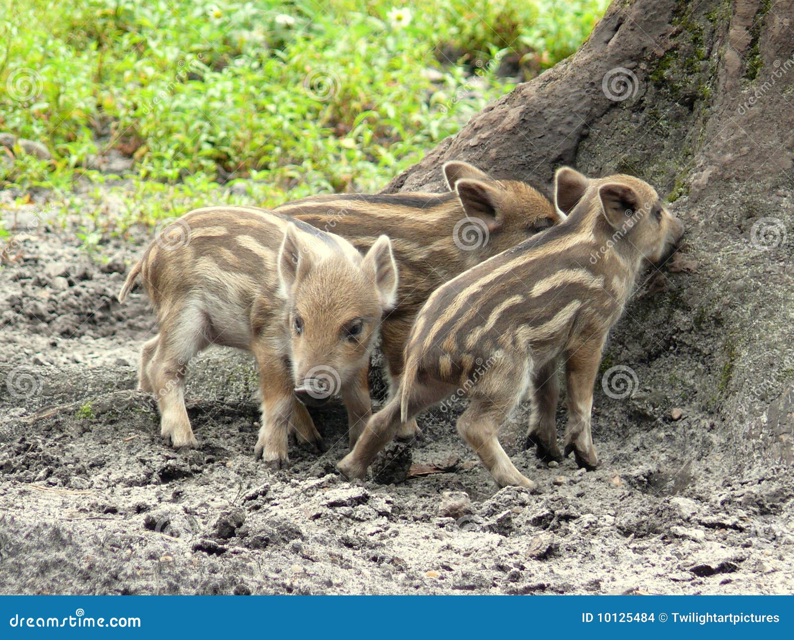 Three wild pigs stock photo. Image of animal, adventure - 10125484