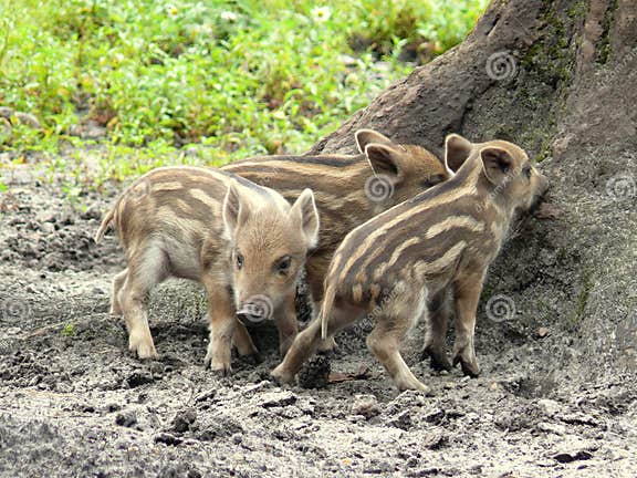 Three wild pigs stock photo. Image of animal, adventure - 10125484