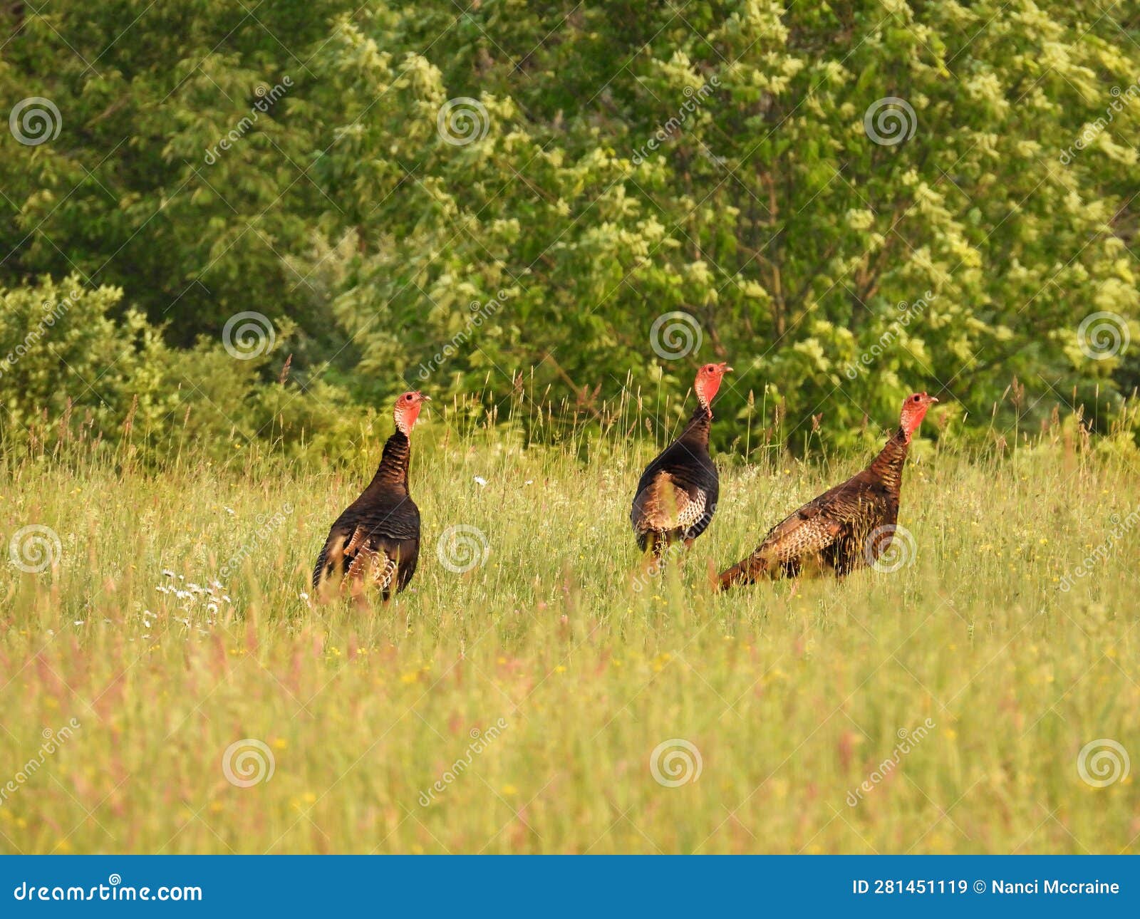 Three Wild Turkey Forging for Food in Field Stock Image - Image of ...