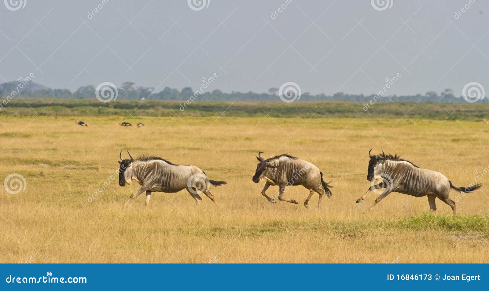Three Wildebeest on the Run Stock Image - Image of grass, brown: 16846173
