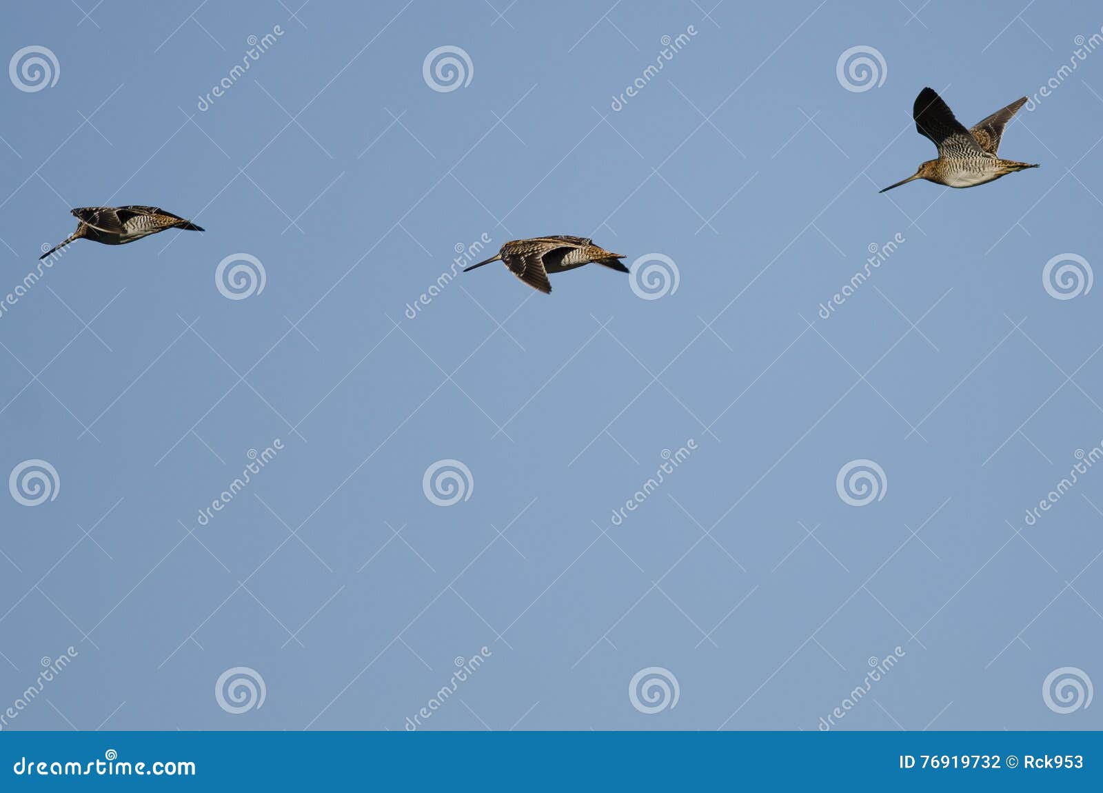 Three Wilson S Snipe Flying in a Blue Sky Stock Photo - Image of ...