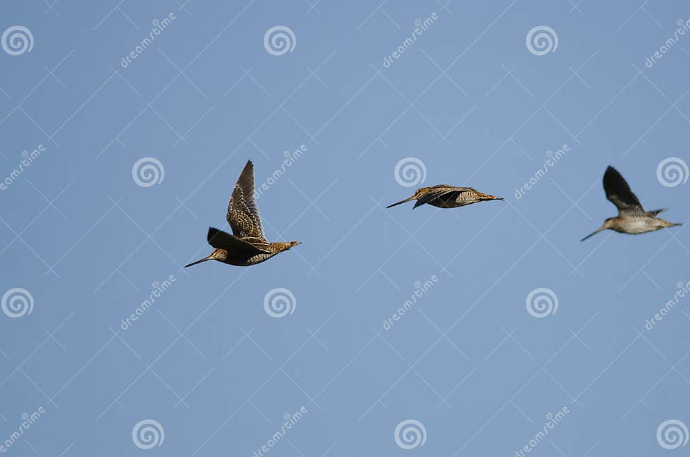Three Wilson S Snipe Flying in a Blue Sky Stock Image - Image of ...
