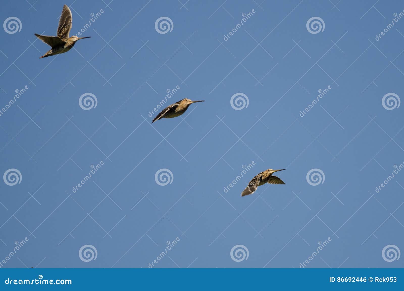 Three Wilson`s Snipe Flying in a Blue Sky Stock Photo - Image of clear ...