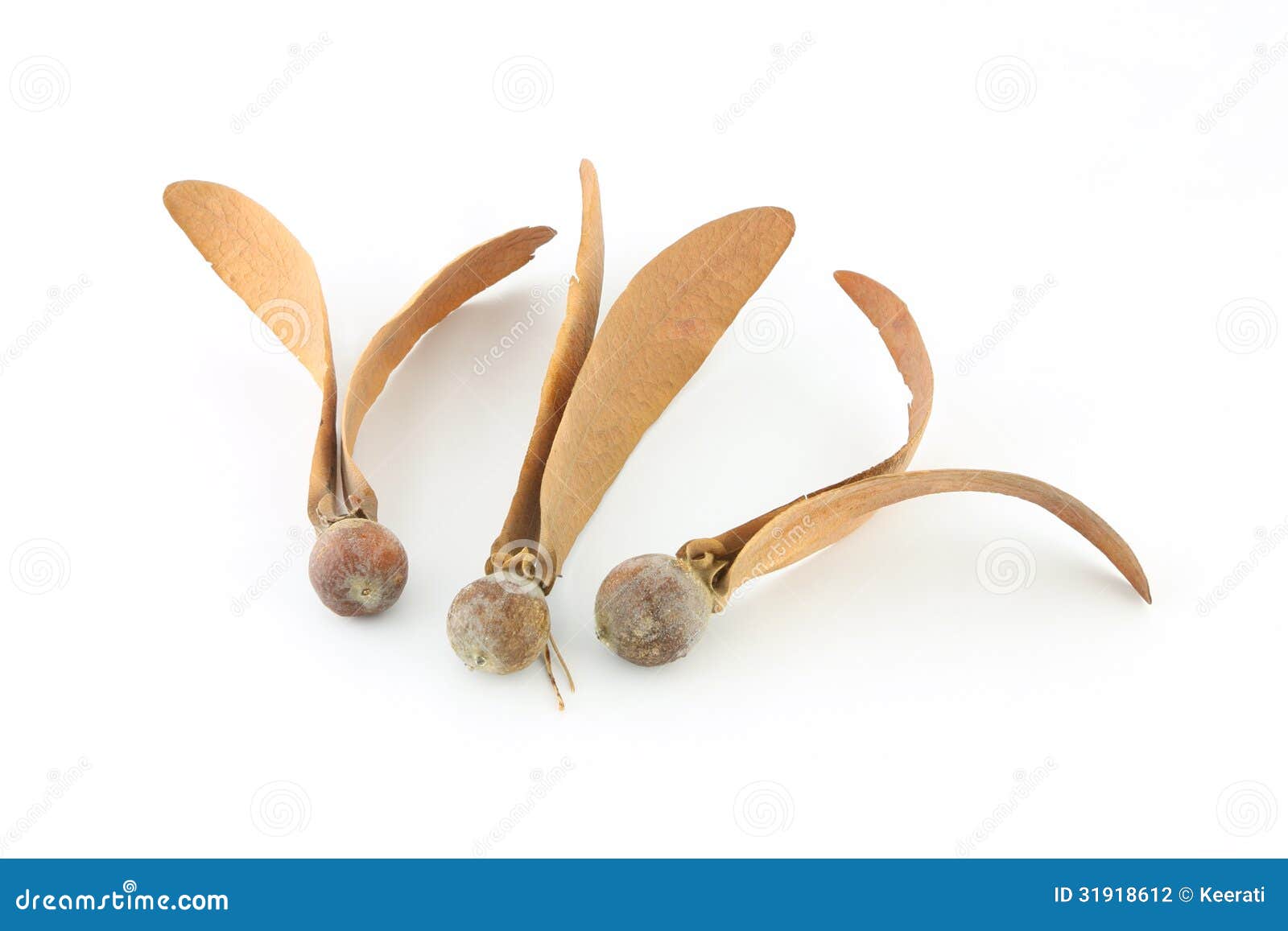 Rubber Seed. Rubber Seed Pile. Kerala. Childhood Nostalgia. Close Up ...