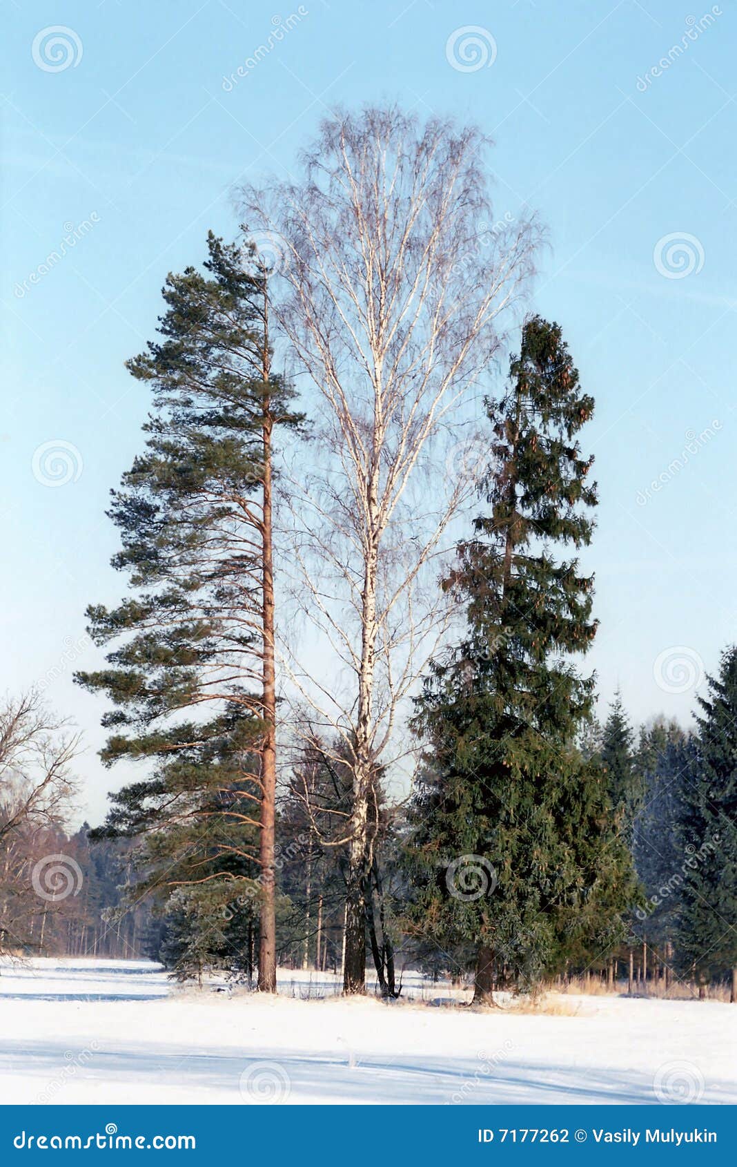 Three winter trees stock photo. Image of winter, blue - 7177262