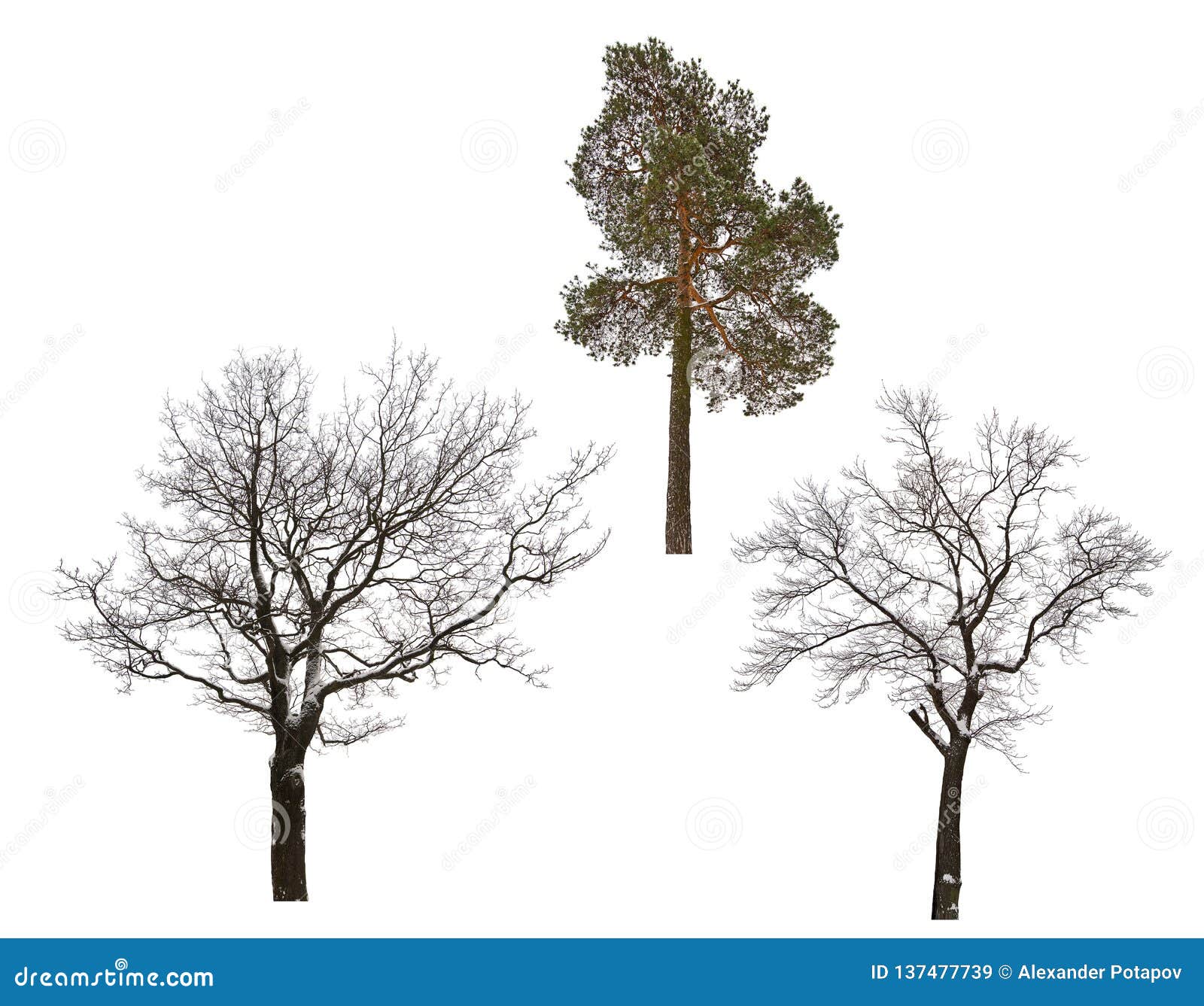 Three Winter Trees Isolated Ob White Stock Image - Image of isolated ...