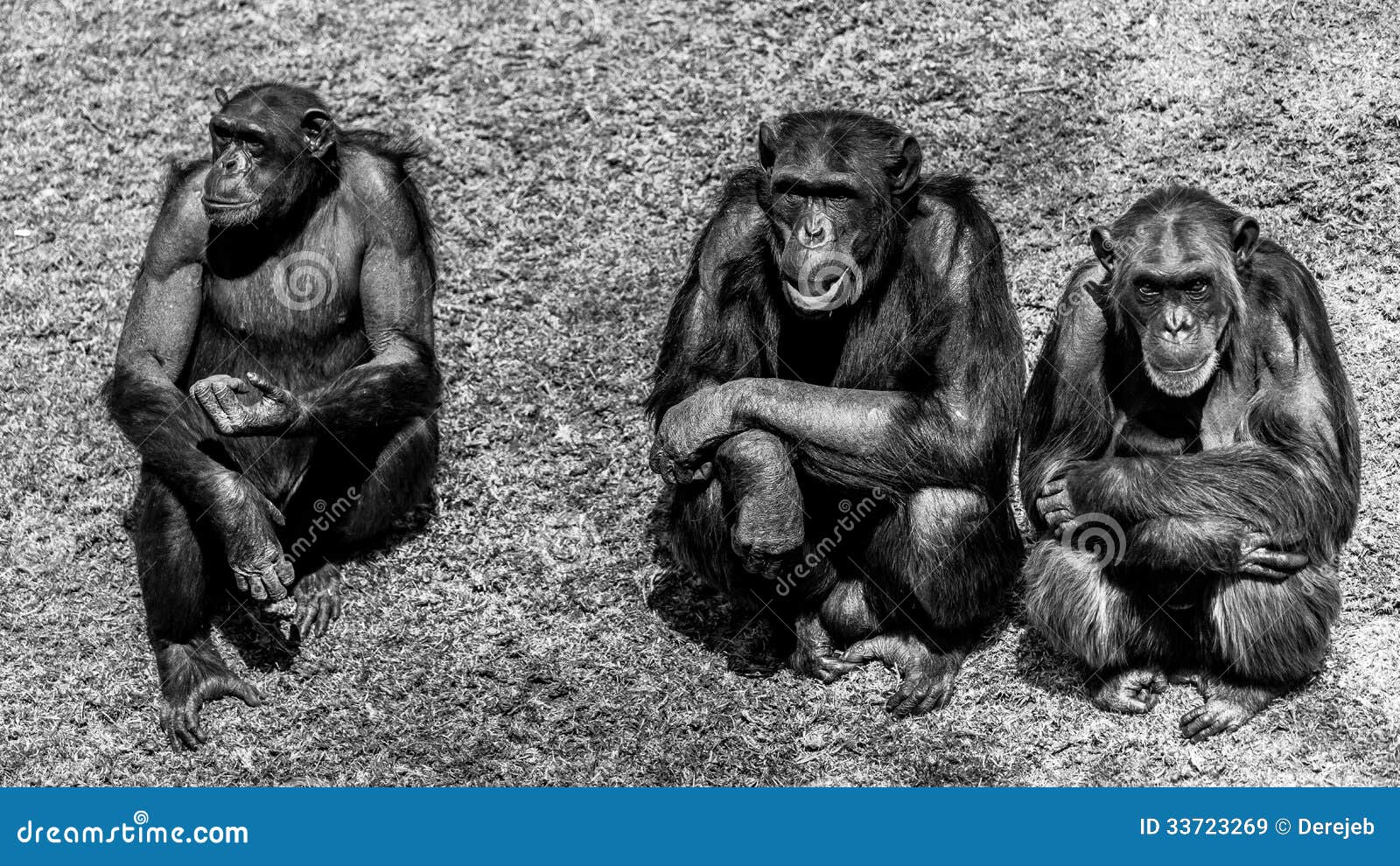 Three wise chimps stock image. Image of wild, animal - 33723269