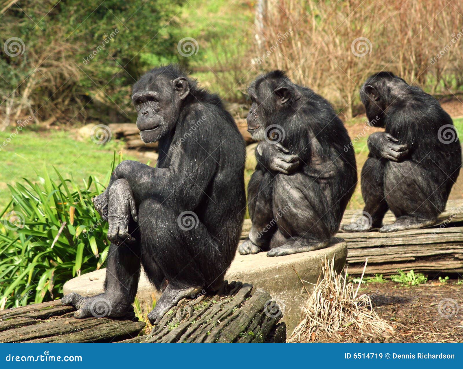 Three wise monkeys stock image. Image of reflecting, primates - 6514719