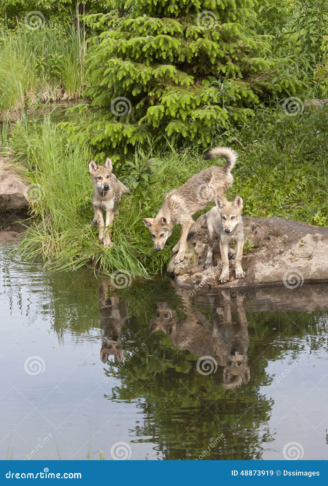 Three Wolf Puppies with Clear Lake Reflection Stock Image - Image of ...