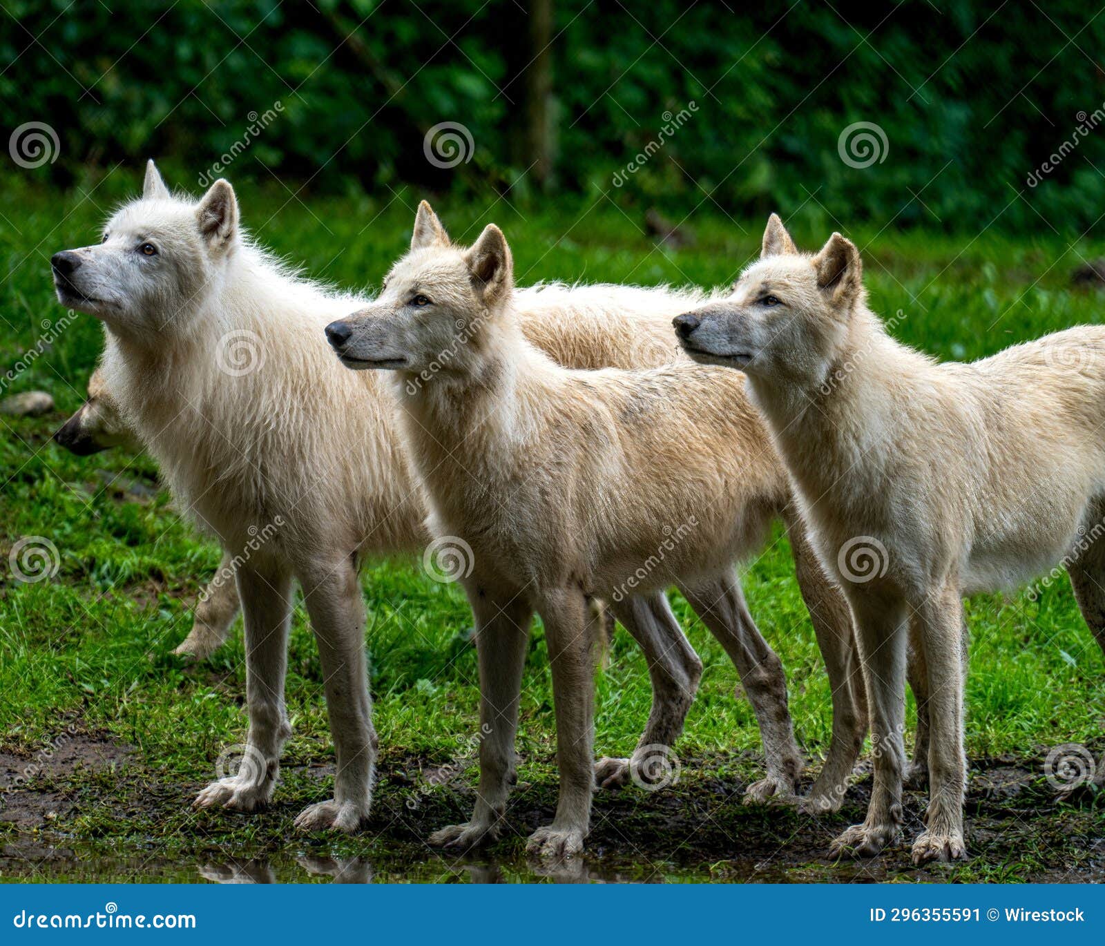The Three Wolf are Standing Together Outside in the Wild, Facing Away ...