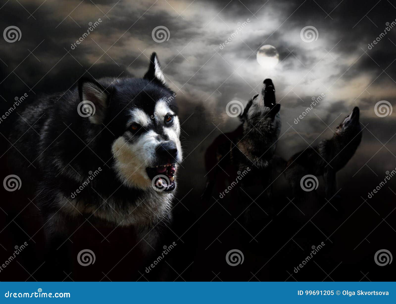 Three Wolves and a Moon in the Clouds Stock Image - Image of gloomy ...