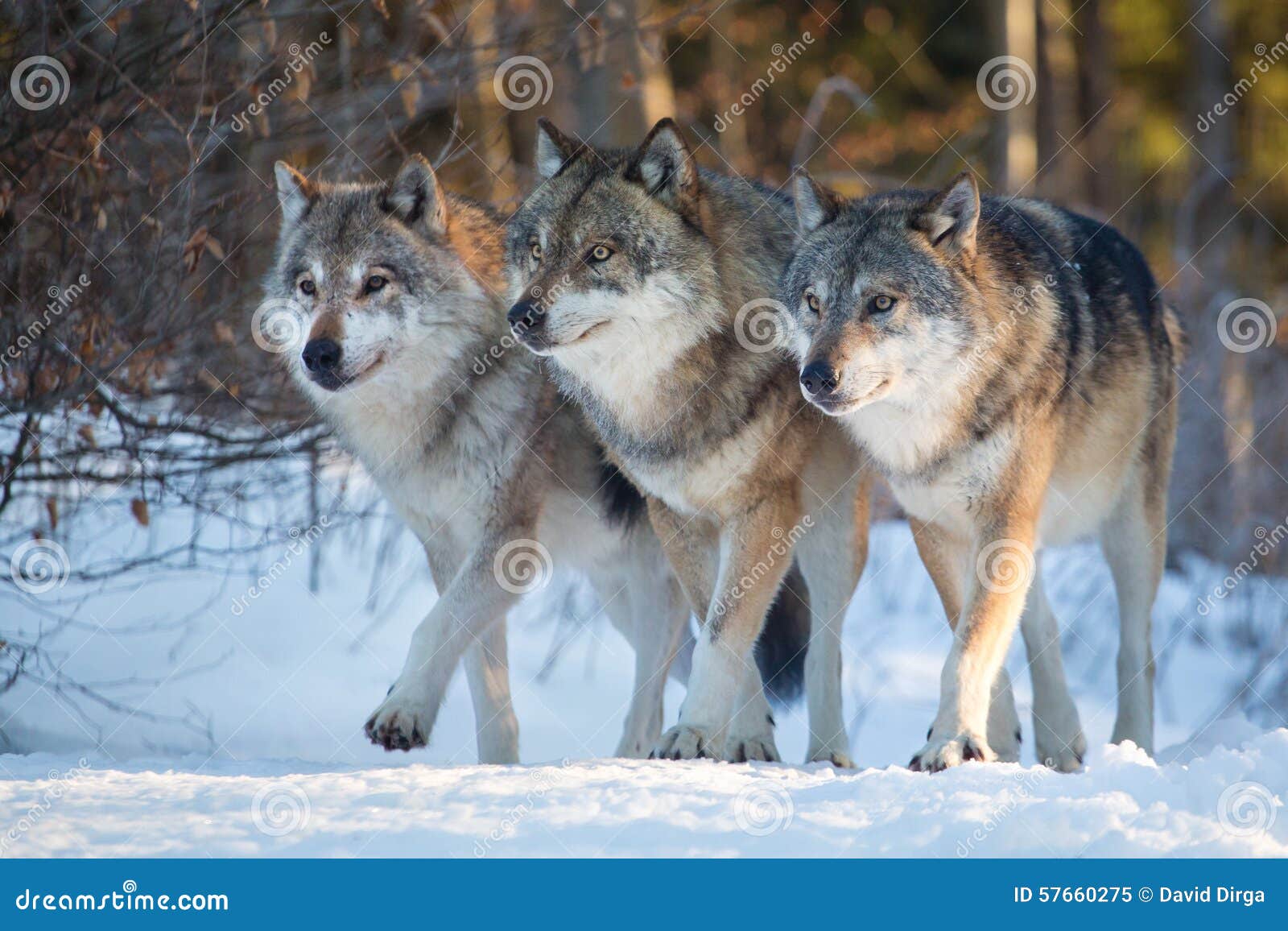 Three Wolves Walking Side By Side In Winter Forest Stock Photo - Image ...