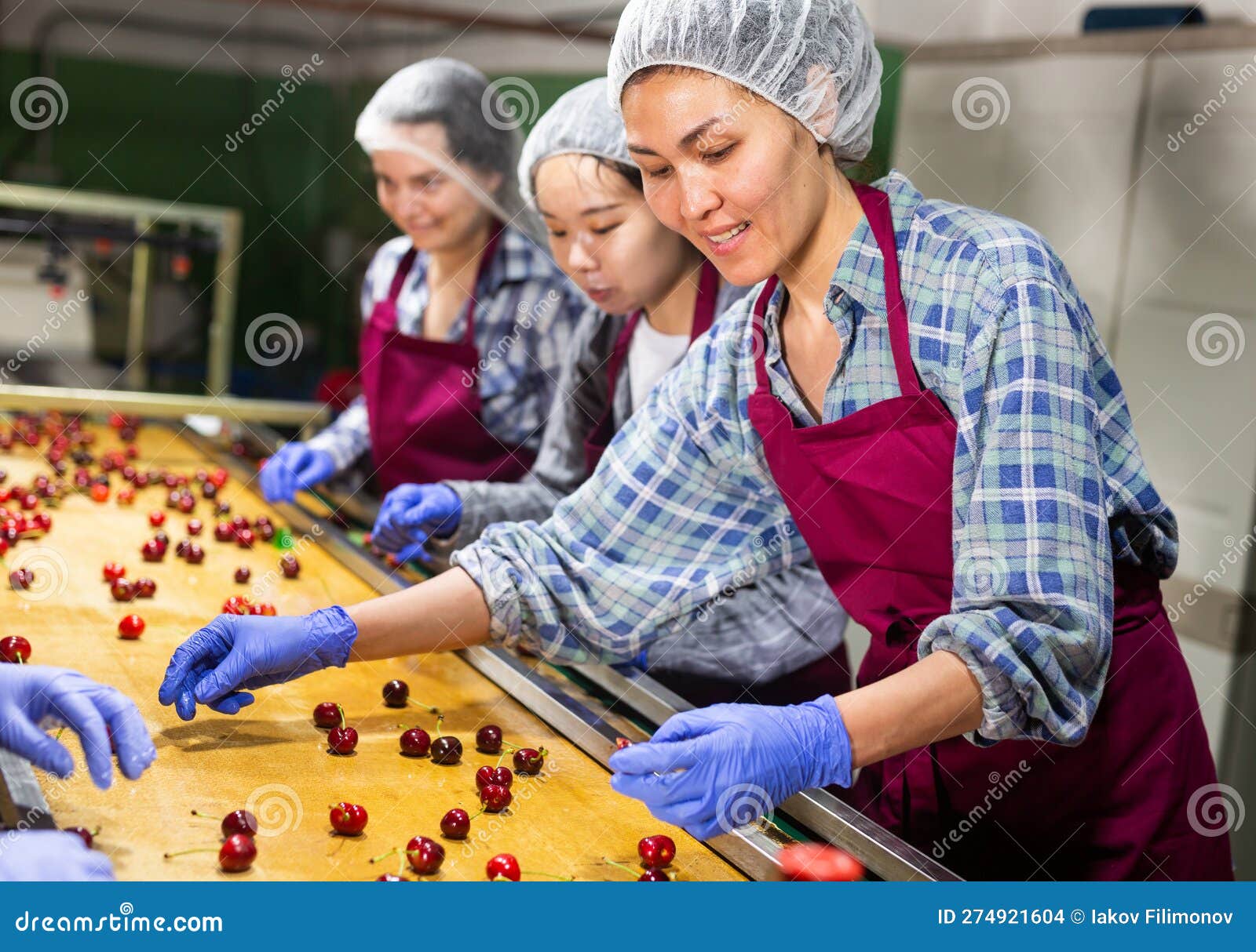 Women are Sorting Cherries on Conveyor Stock Photo - Image of sorting ...