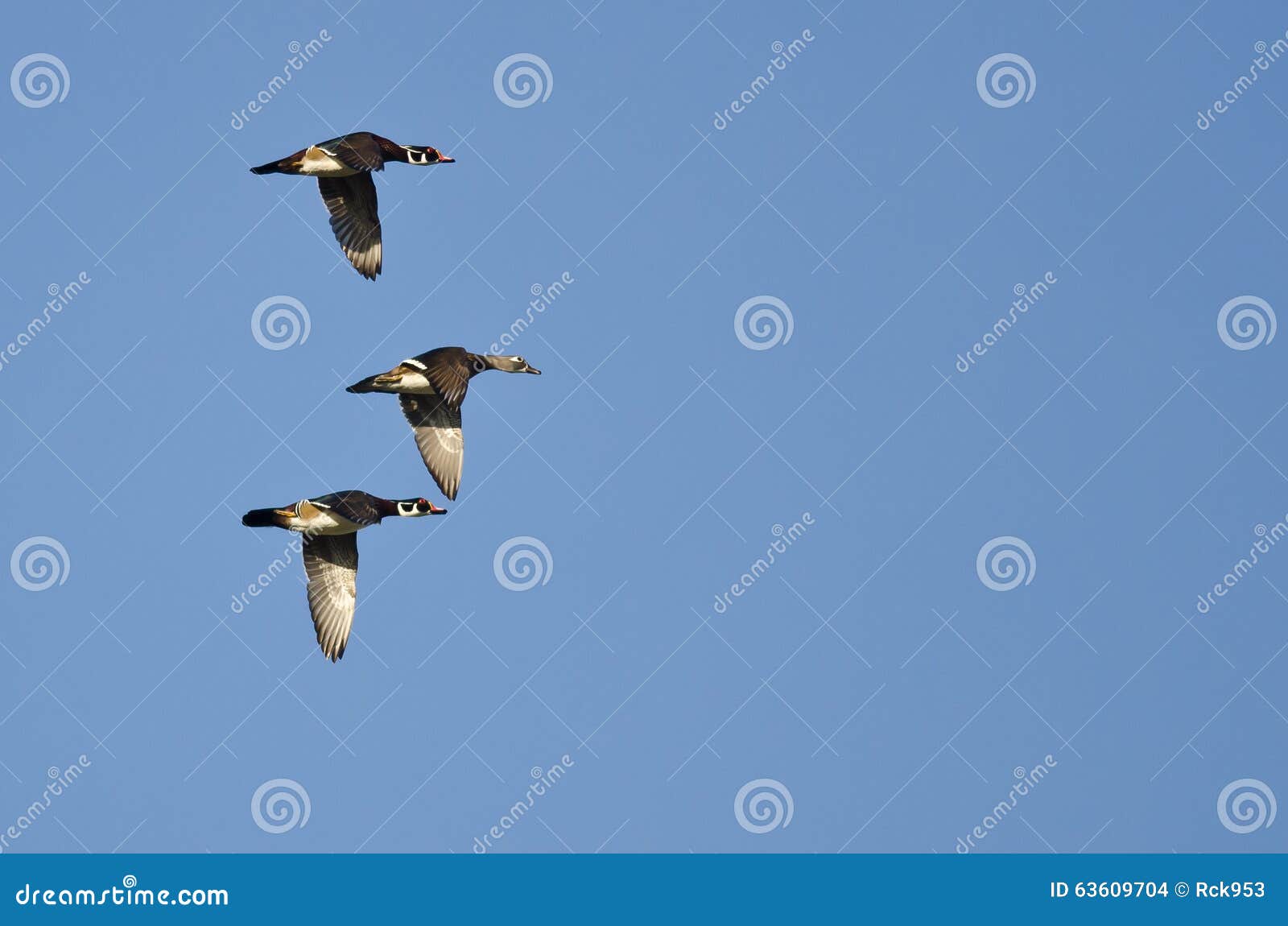 Three Wood Ducks Flying in a Blue Sky Stock Photo - Image of soaring ...