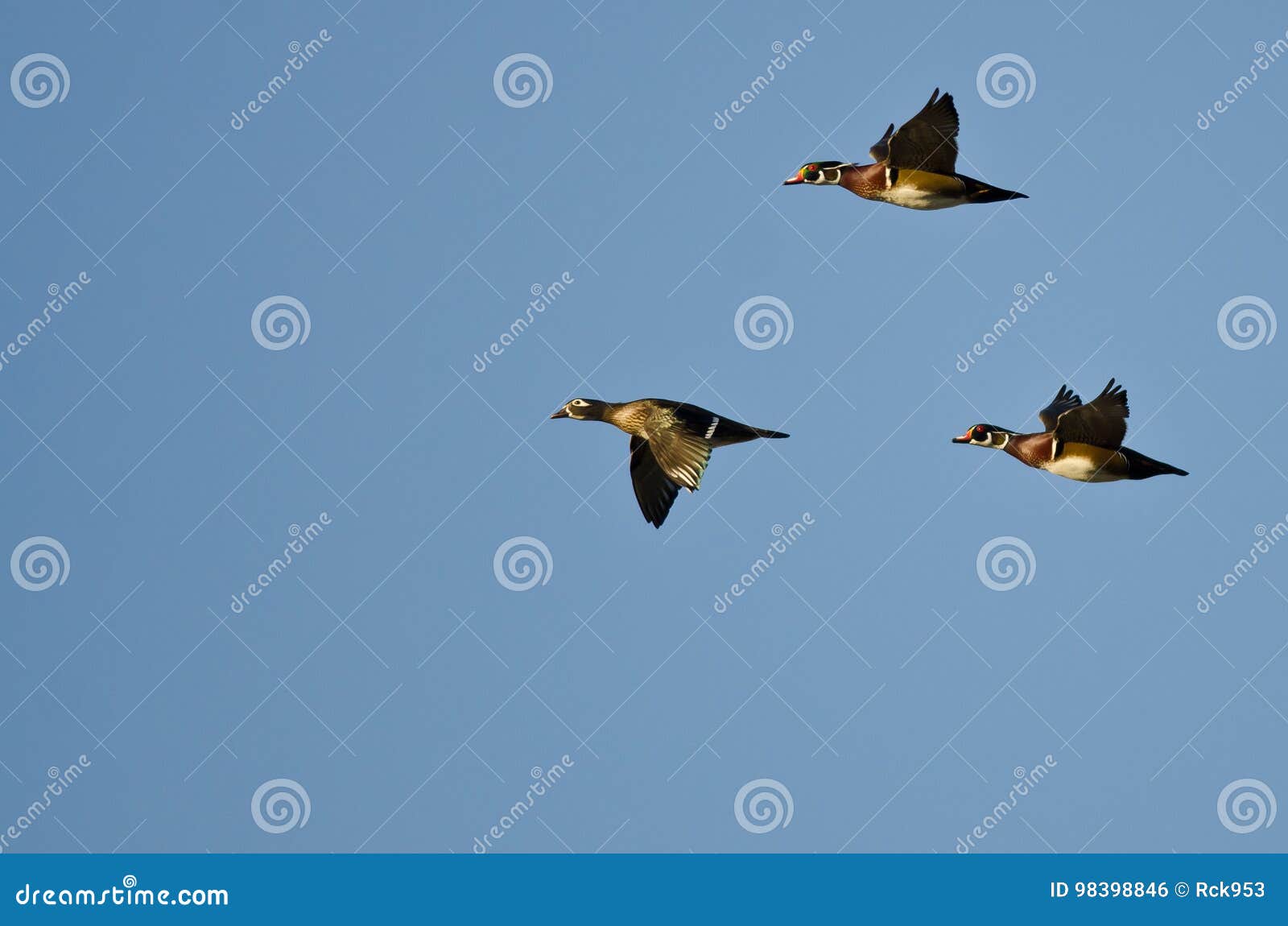 Three Wood Ducks Flying in a Blue Sky Stock Photo - Image of bird ...