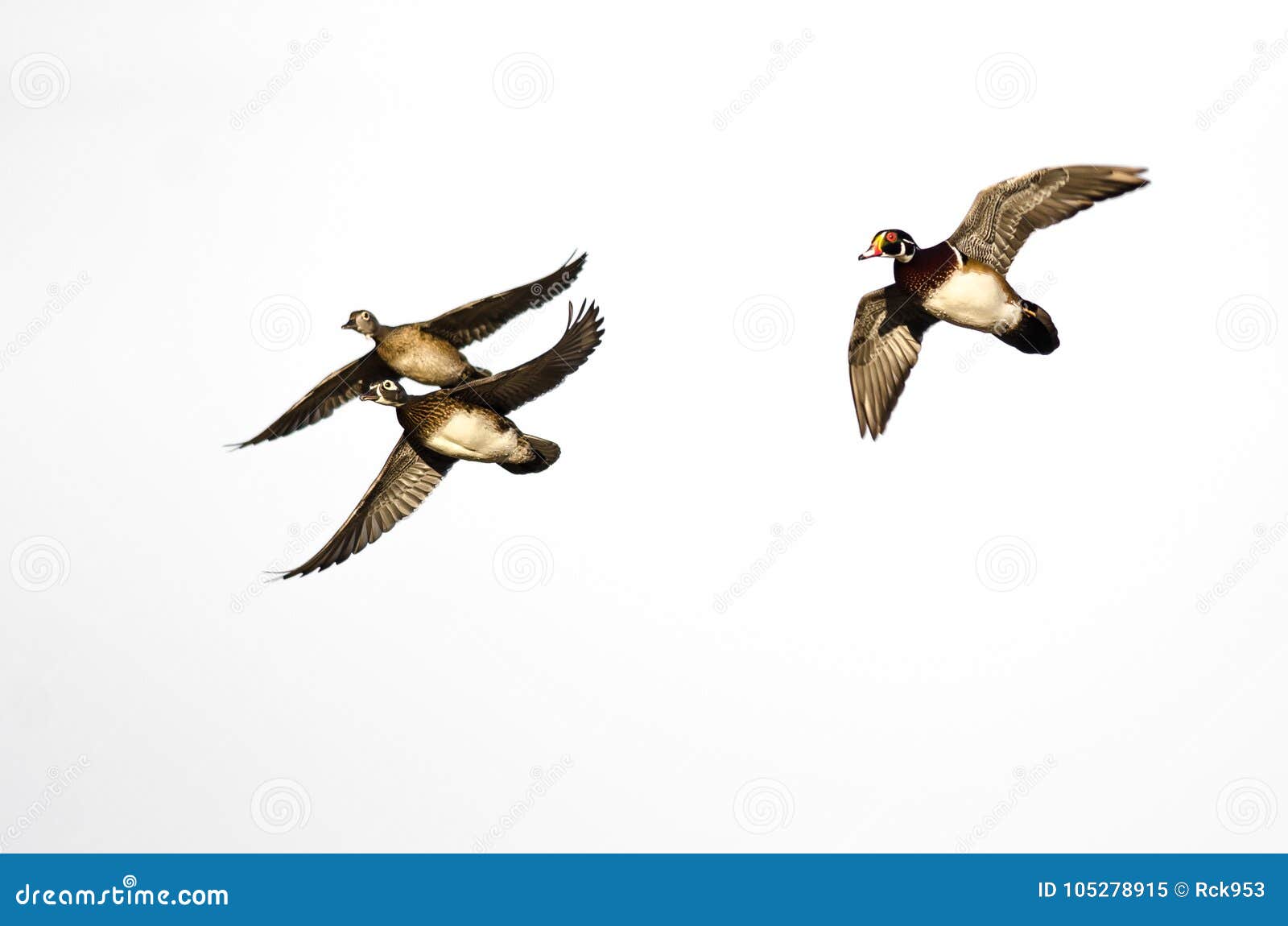 Three Wood Ducks Flying on a White Background Stock Image - Image of ...