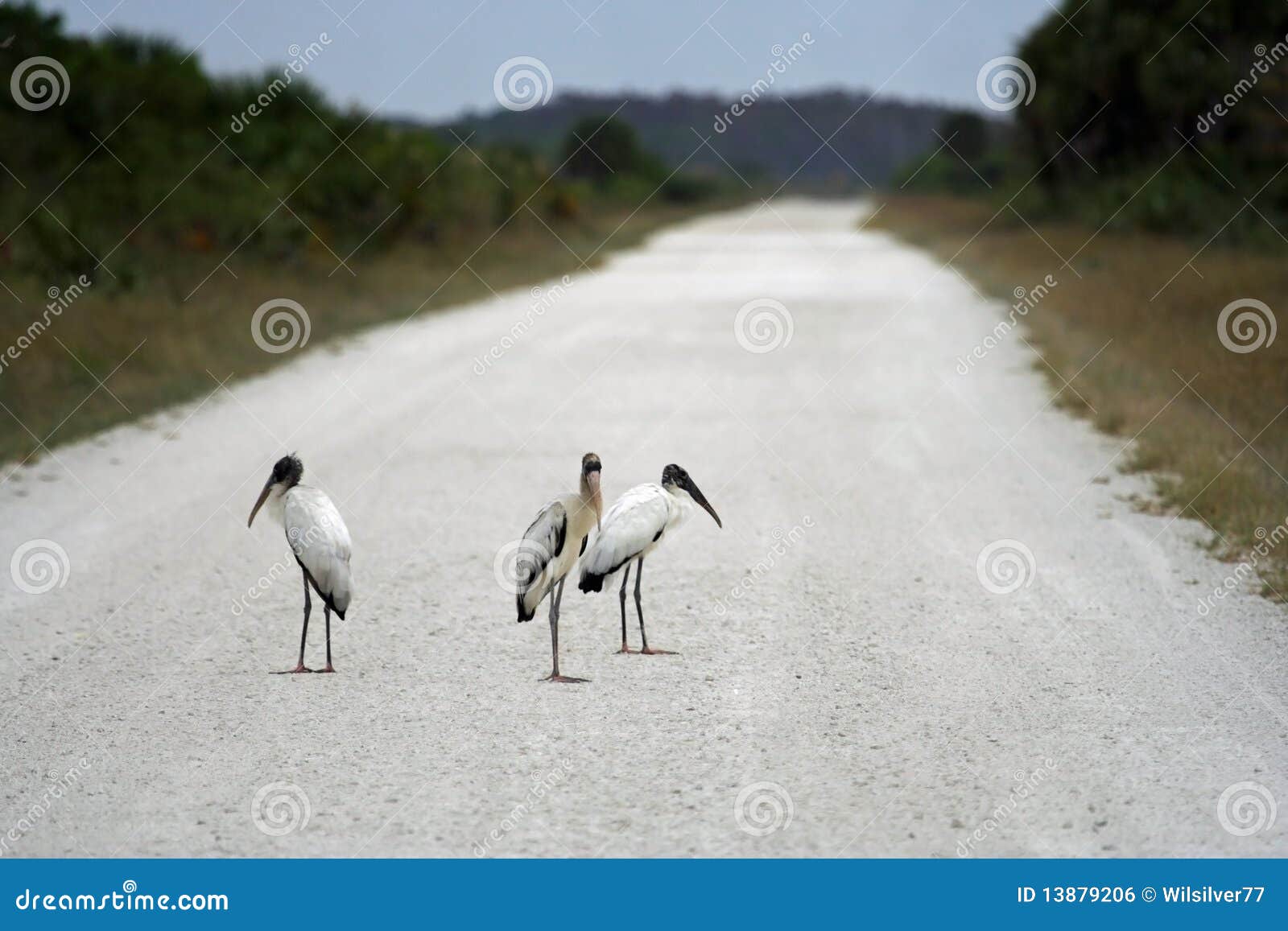 Three Wood Storks stock photo. Image of wagon, feathered - 13879206