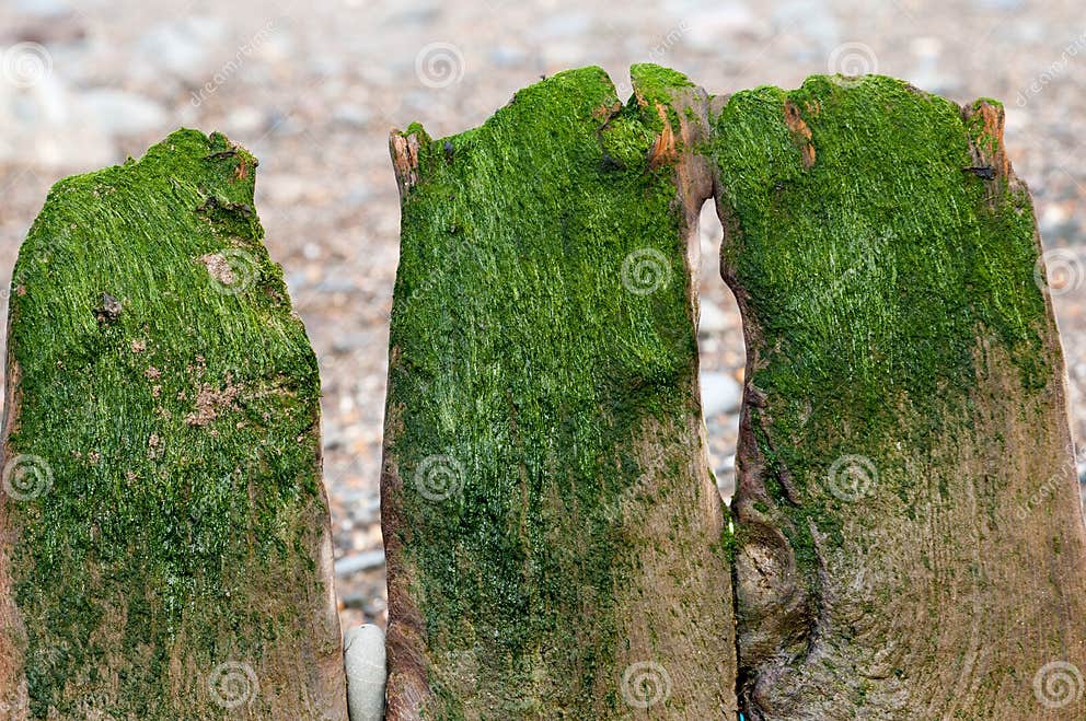 Three wooden posts stock image. Image of people, detail - 69211893