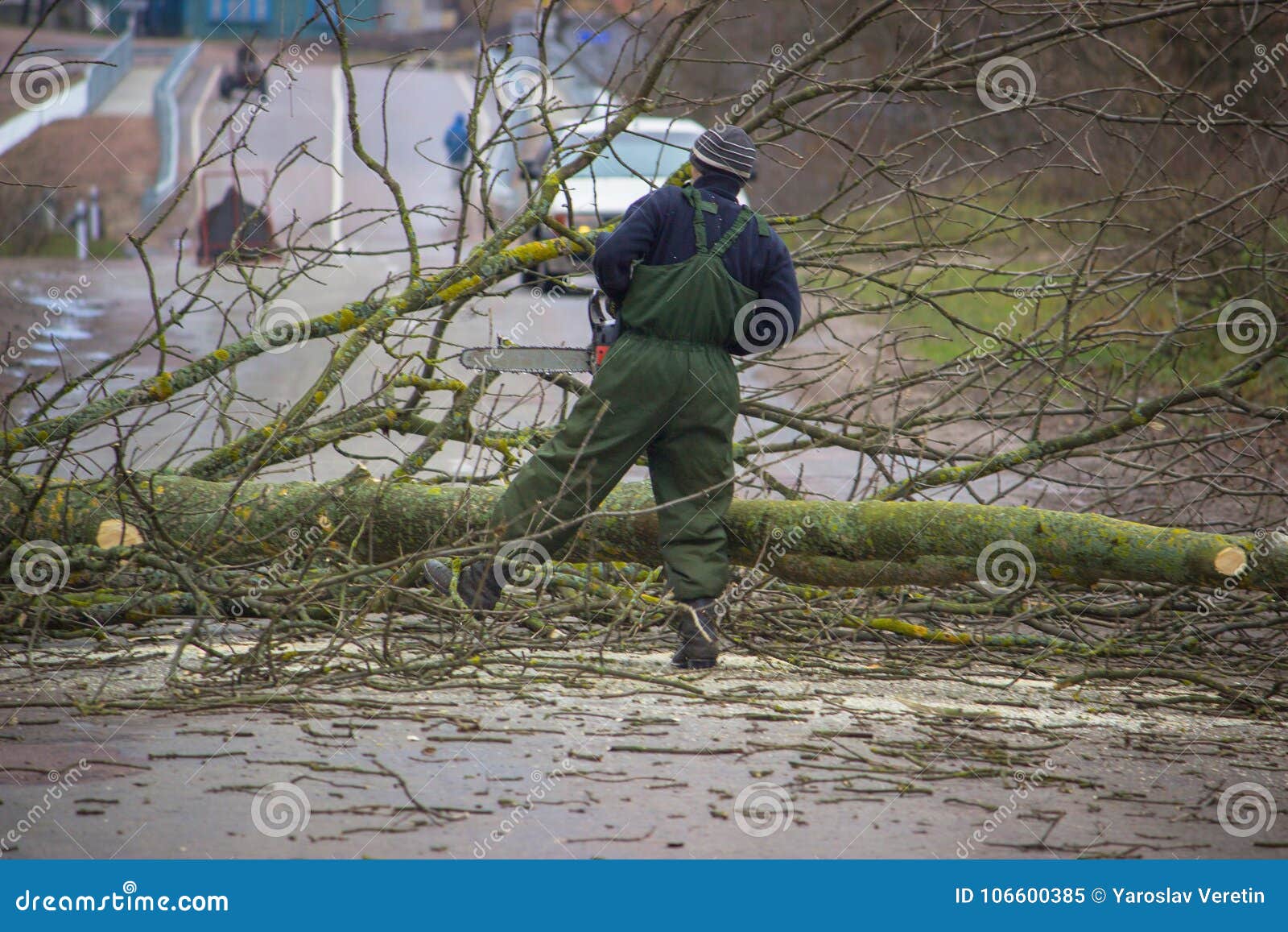 Three Workers are Picking Up a Fallen Tree from the Road Stock Image ...