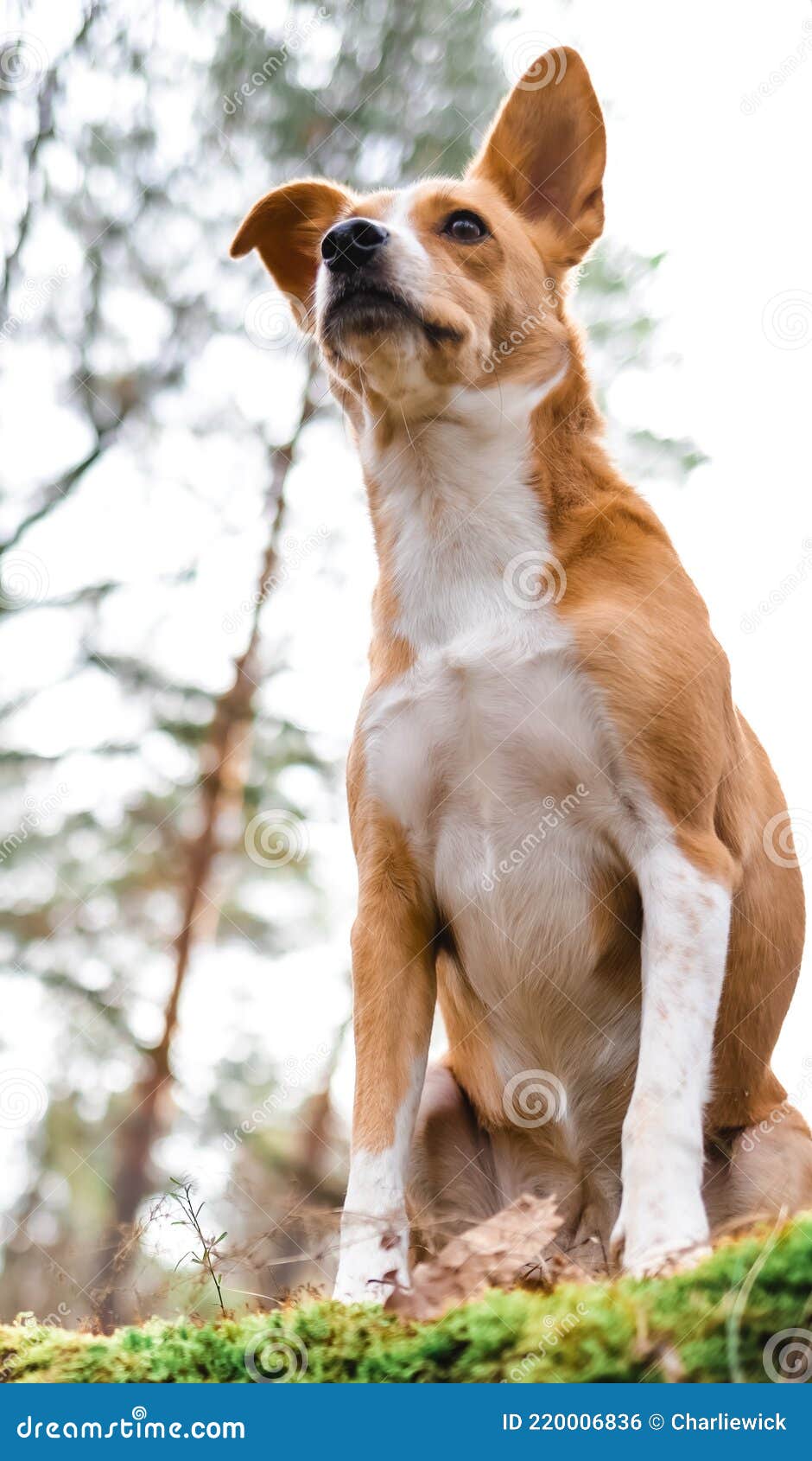 Three Year Old Dog Adopted from a Shelter. Stock Photo - Image of ...